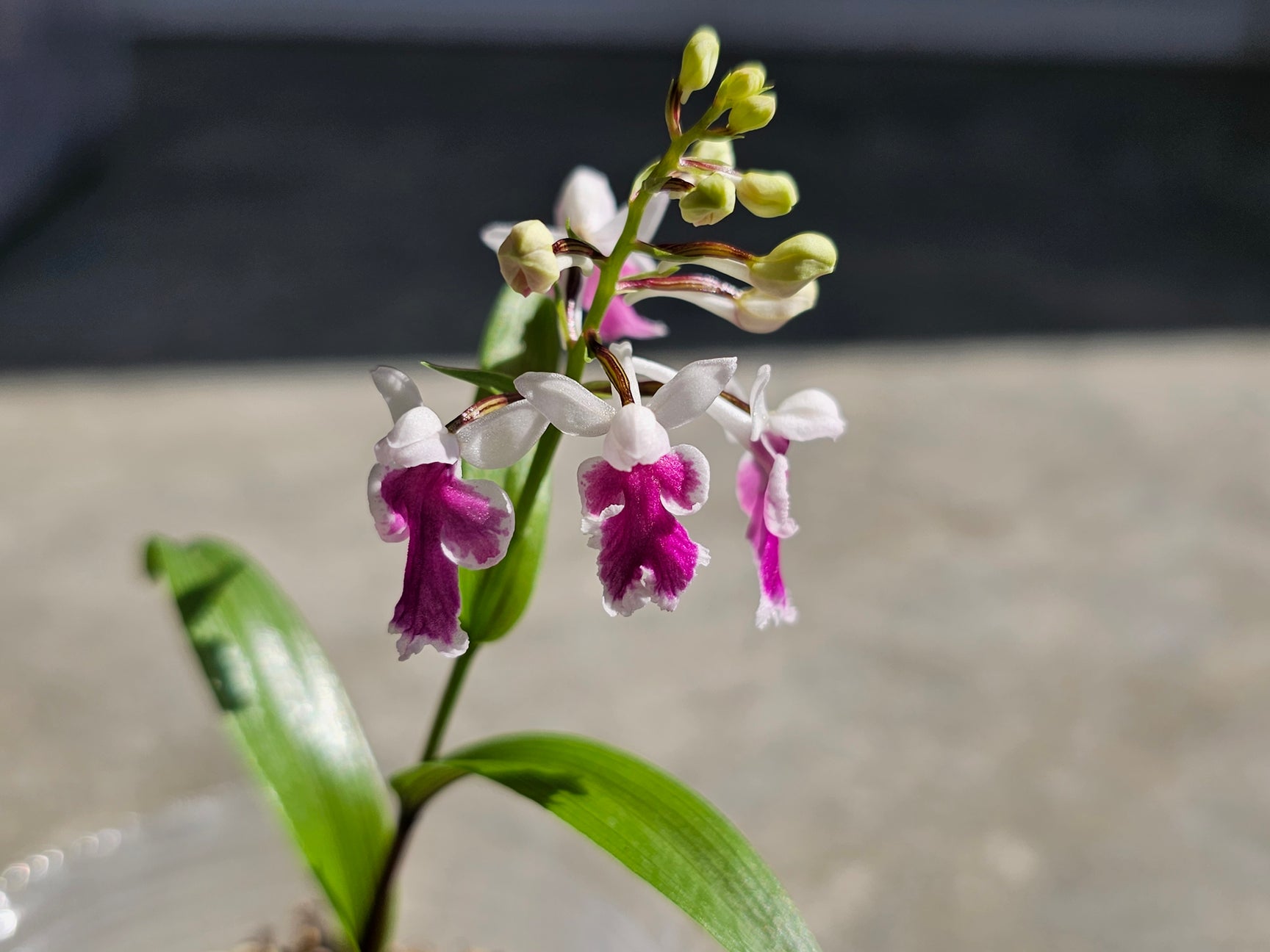 À Propos – Manu's Orchids