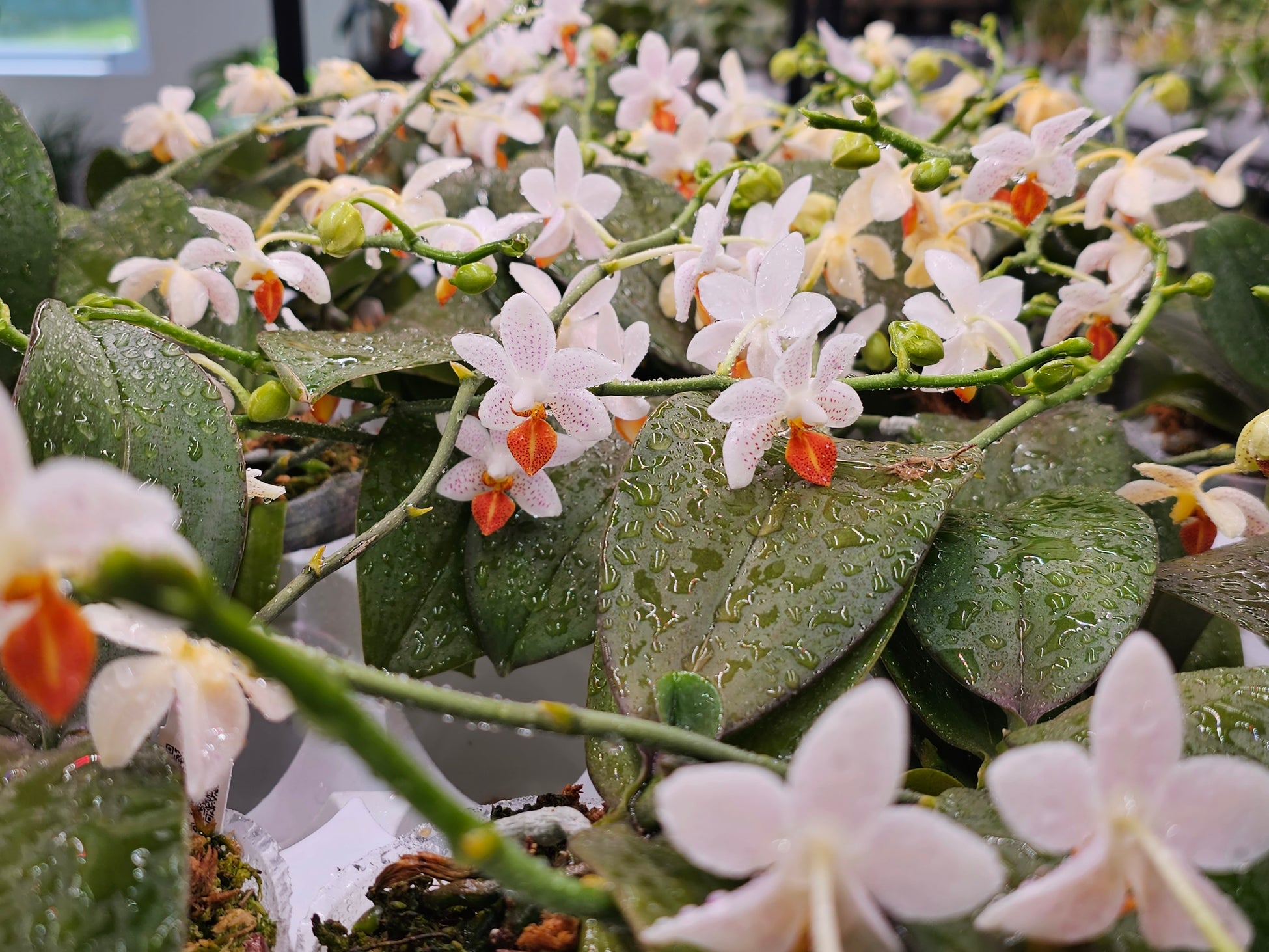 Myrmecatavola Frances Fox (Bc. Polka Dot x Myp. tibicinis) Orchid ...