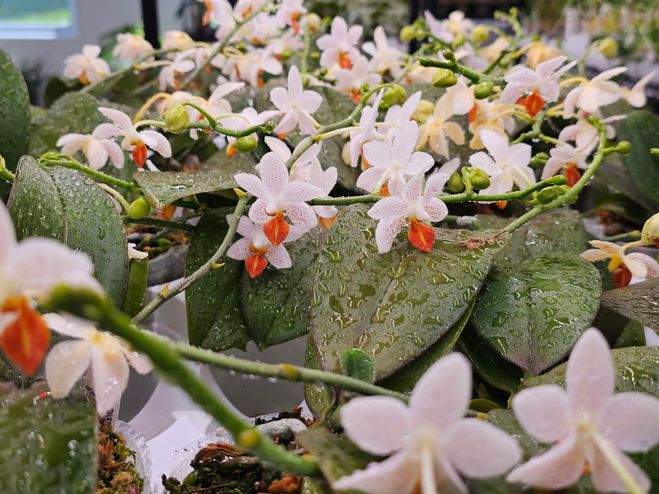 Manu's Orchids | Where Orchids Bloom