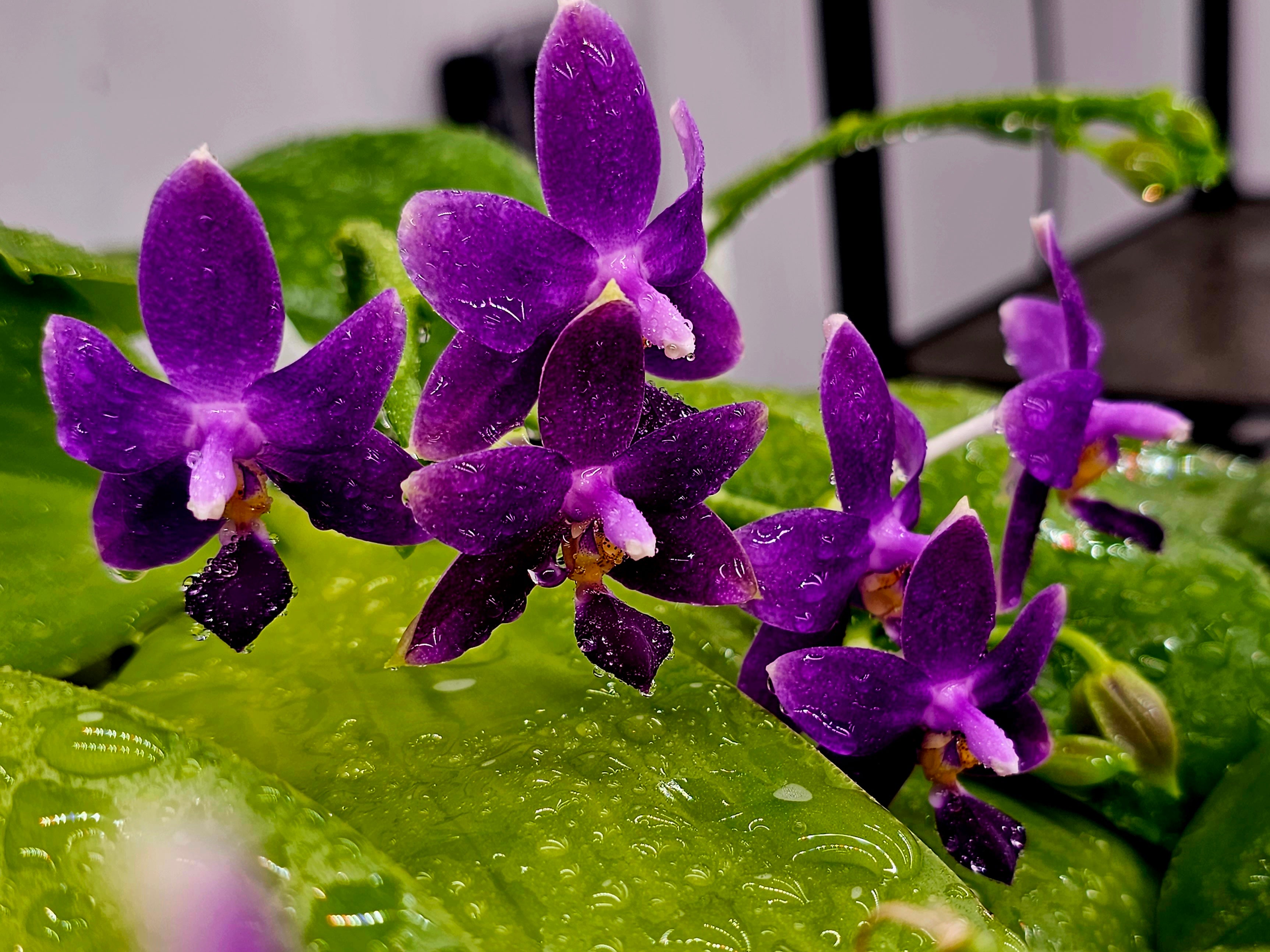 Phalaenopsis Jiaho Blueberry x Phal. violacea f. indigo orchid | Manu's Orchids