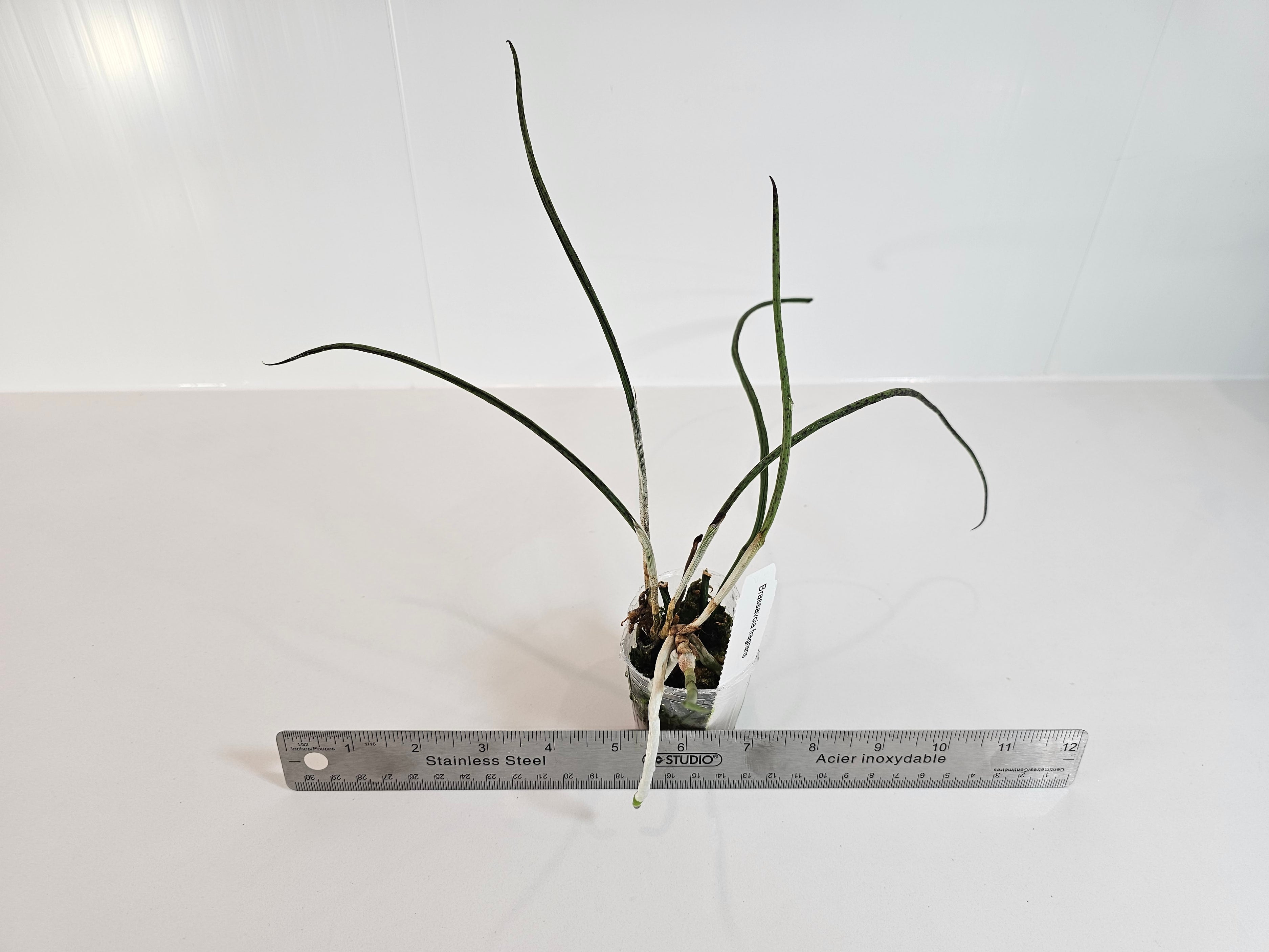 Brassavola fragrans / tuberculata Orchid - Cattleya Alliance Laeliinae ...