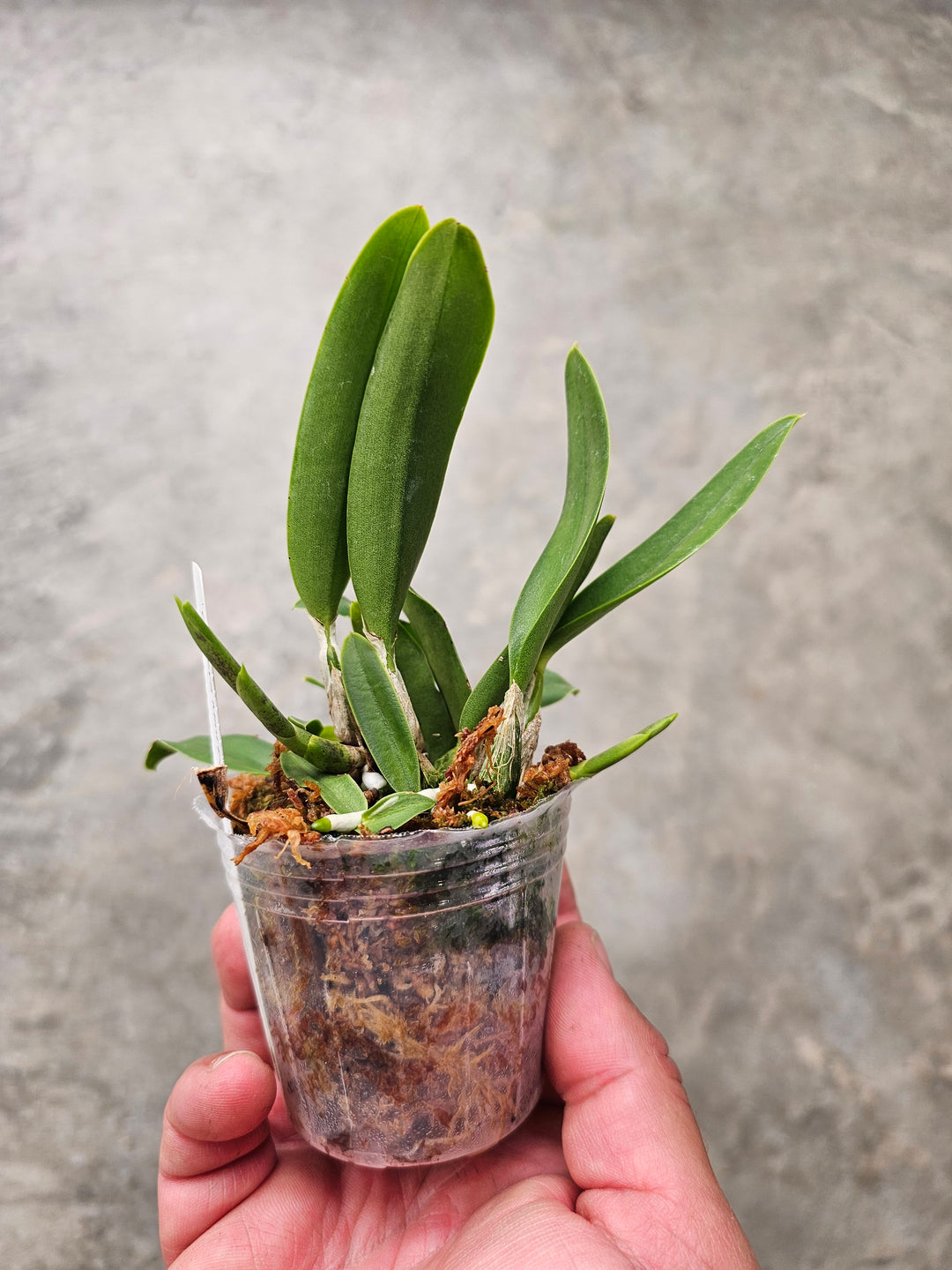 Cattleya Mini Purple f. coerulea x self Orchid - Cattleya Alliance ...