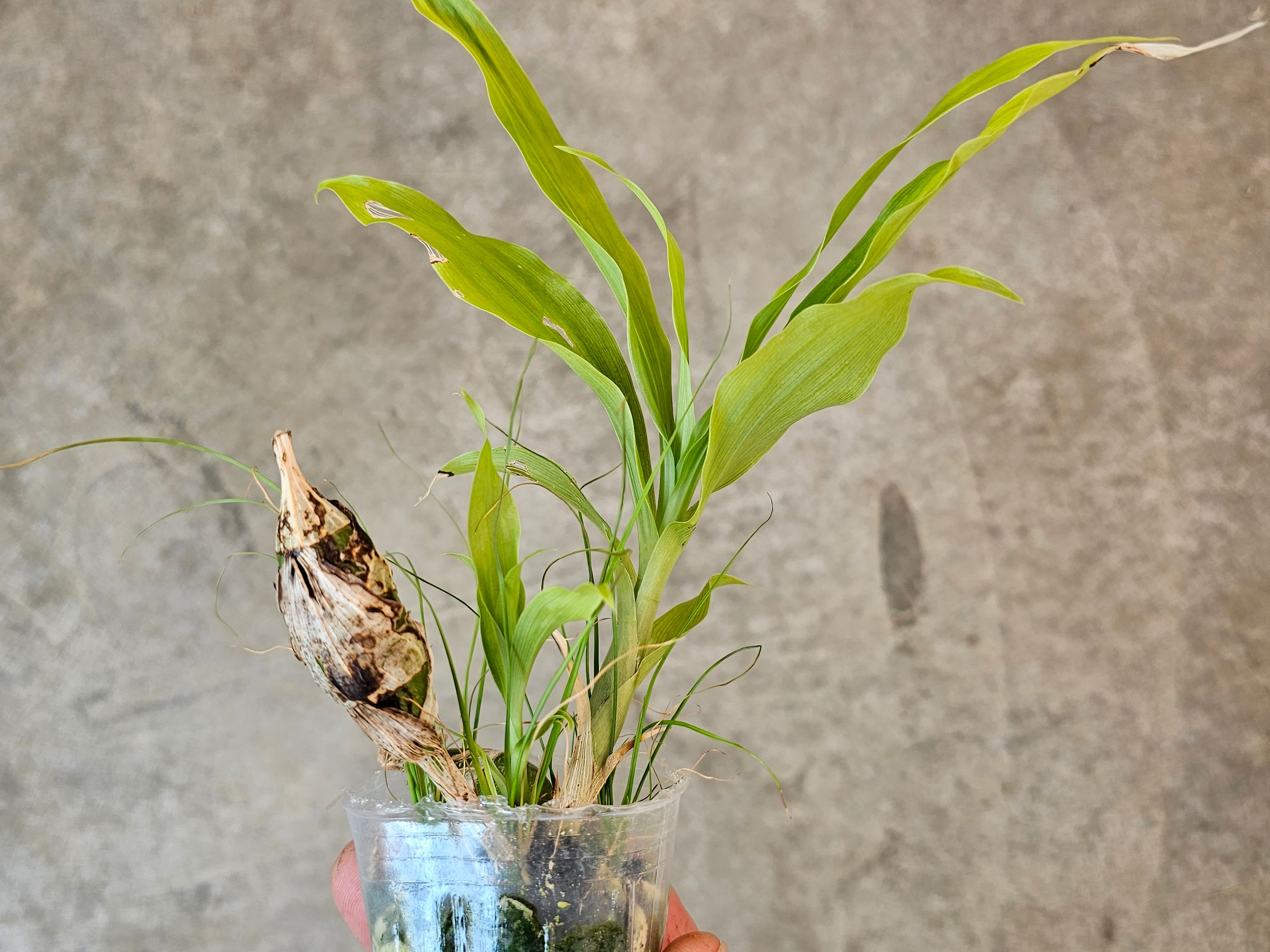 Chysis aurea orchid | Manu's Orchids