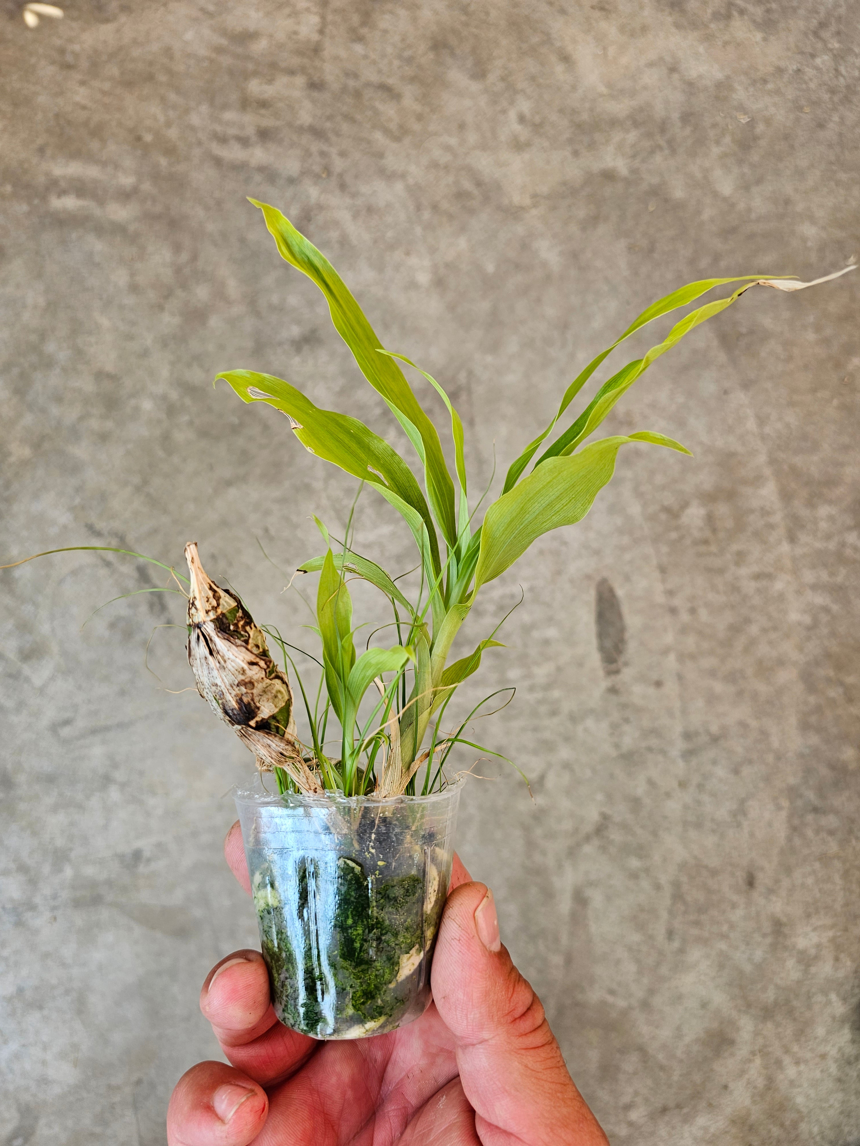Chysis aurea orchid | Manu's Orchids