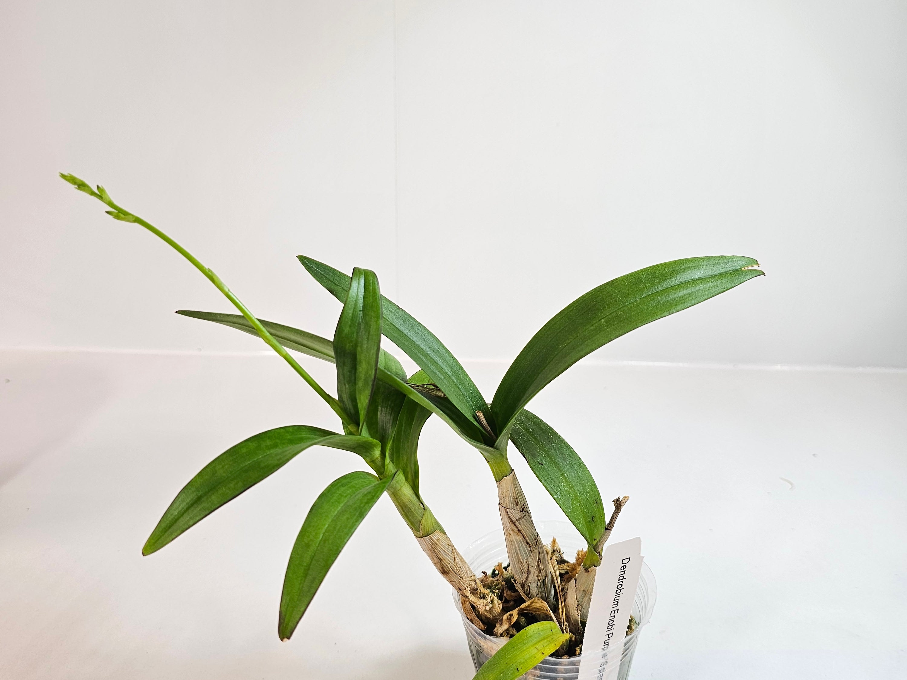 Dendrobium Enobi Purple 'Splash' (Den. Enobi Komachi x Den. Laguna ...