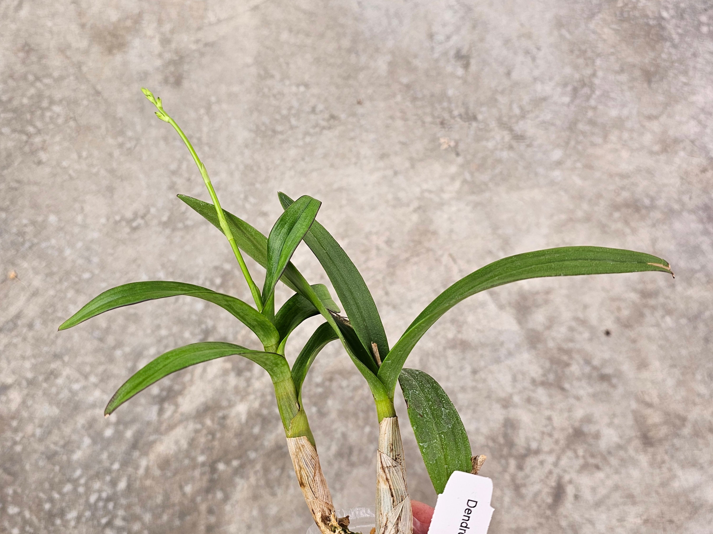 Dendrobium Enobi Purple 'Splash' (Den. Enobi Komachi x Den. Laguna ...