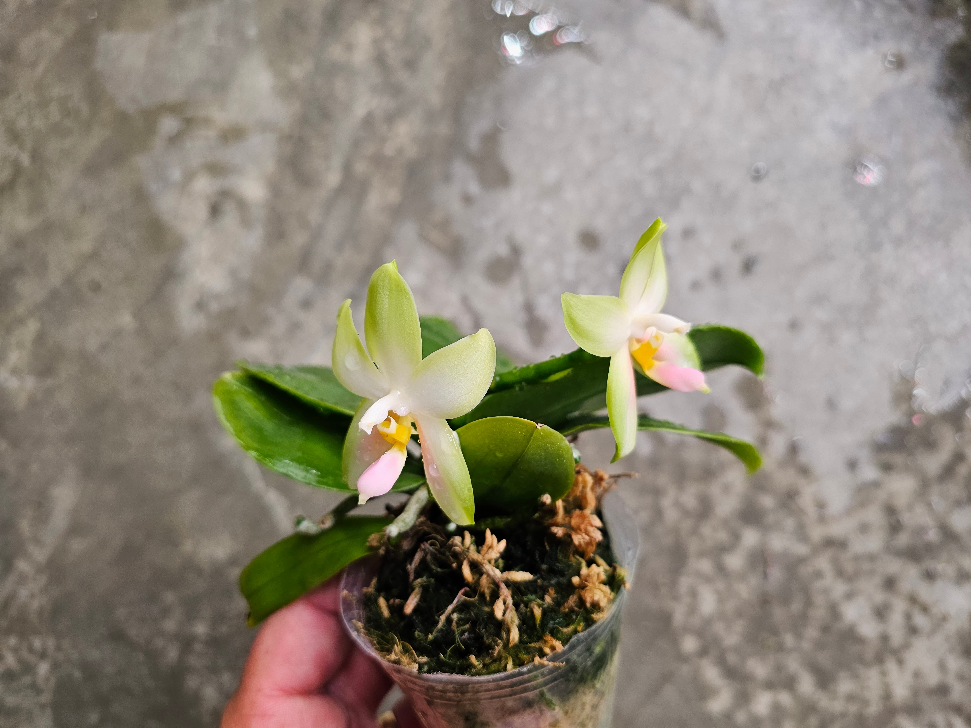 Phalaenopsis bellina f. pink orchid | Manu's Orchids