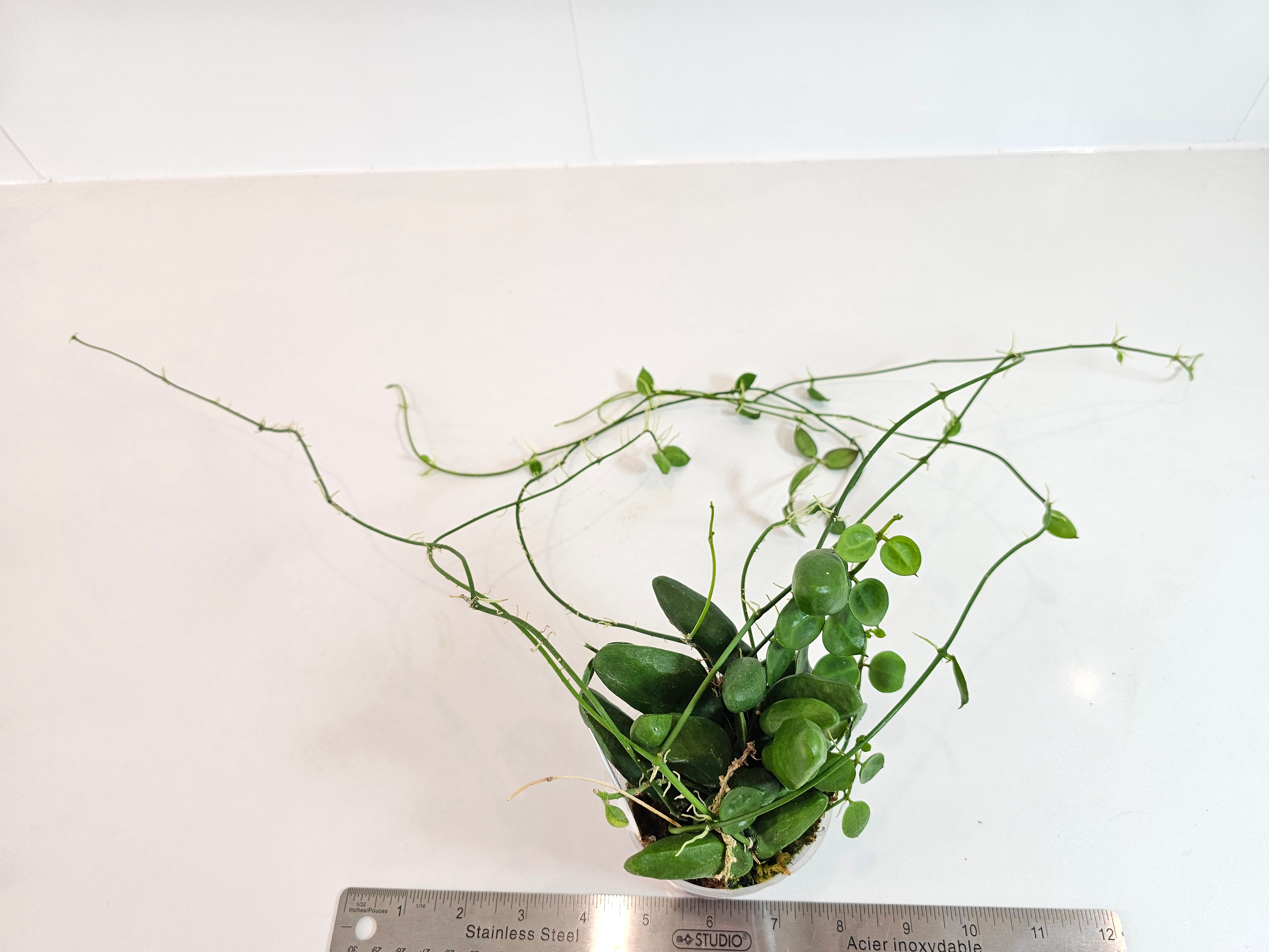 Dischidia major 'Rattle Skulls' orchid - Hoya | Manu's Orchids