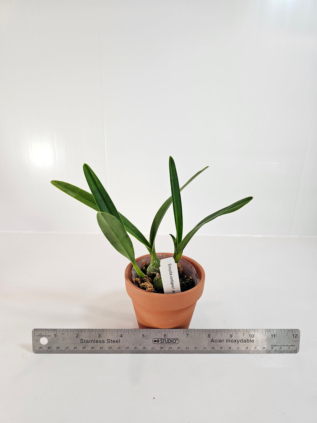 Encyclia – Manu's Orchids