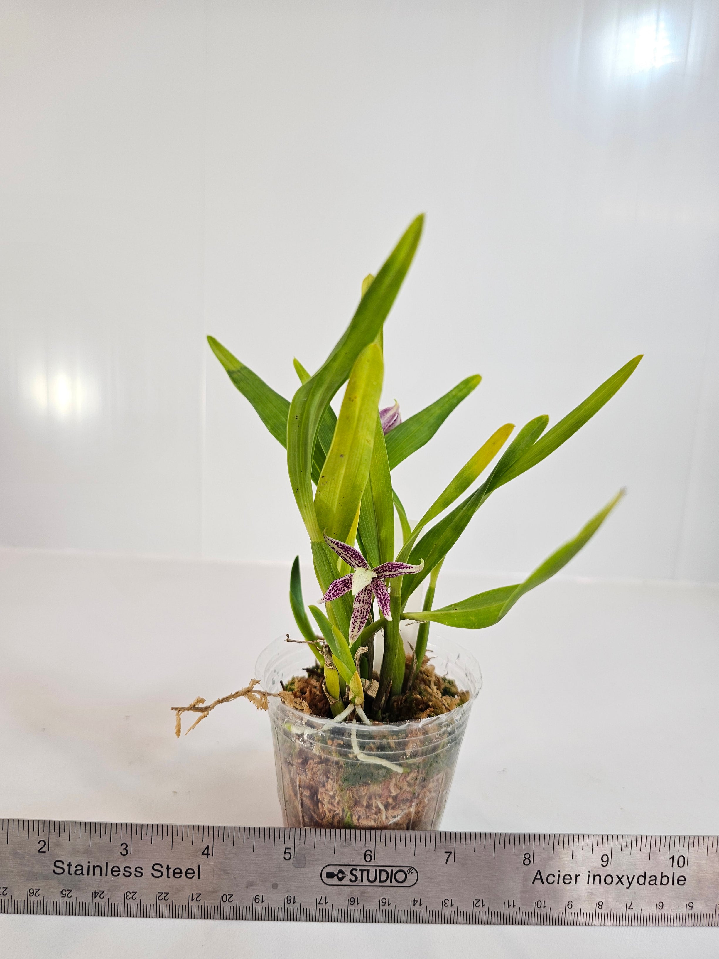 Encyclia garciana Orchid - Encyclia | Manu's Orchids