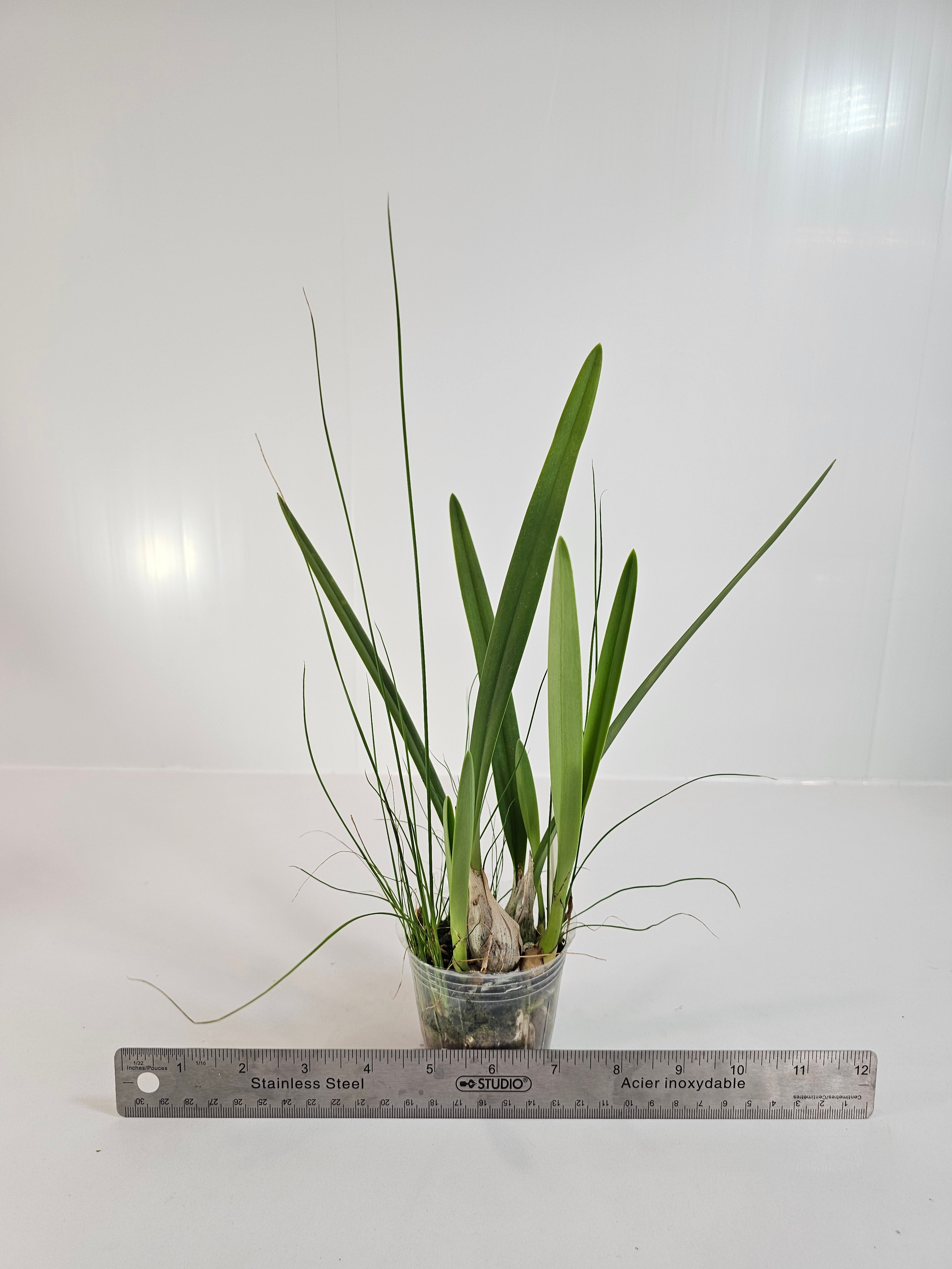 Encyclia – Manu's Orchids