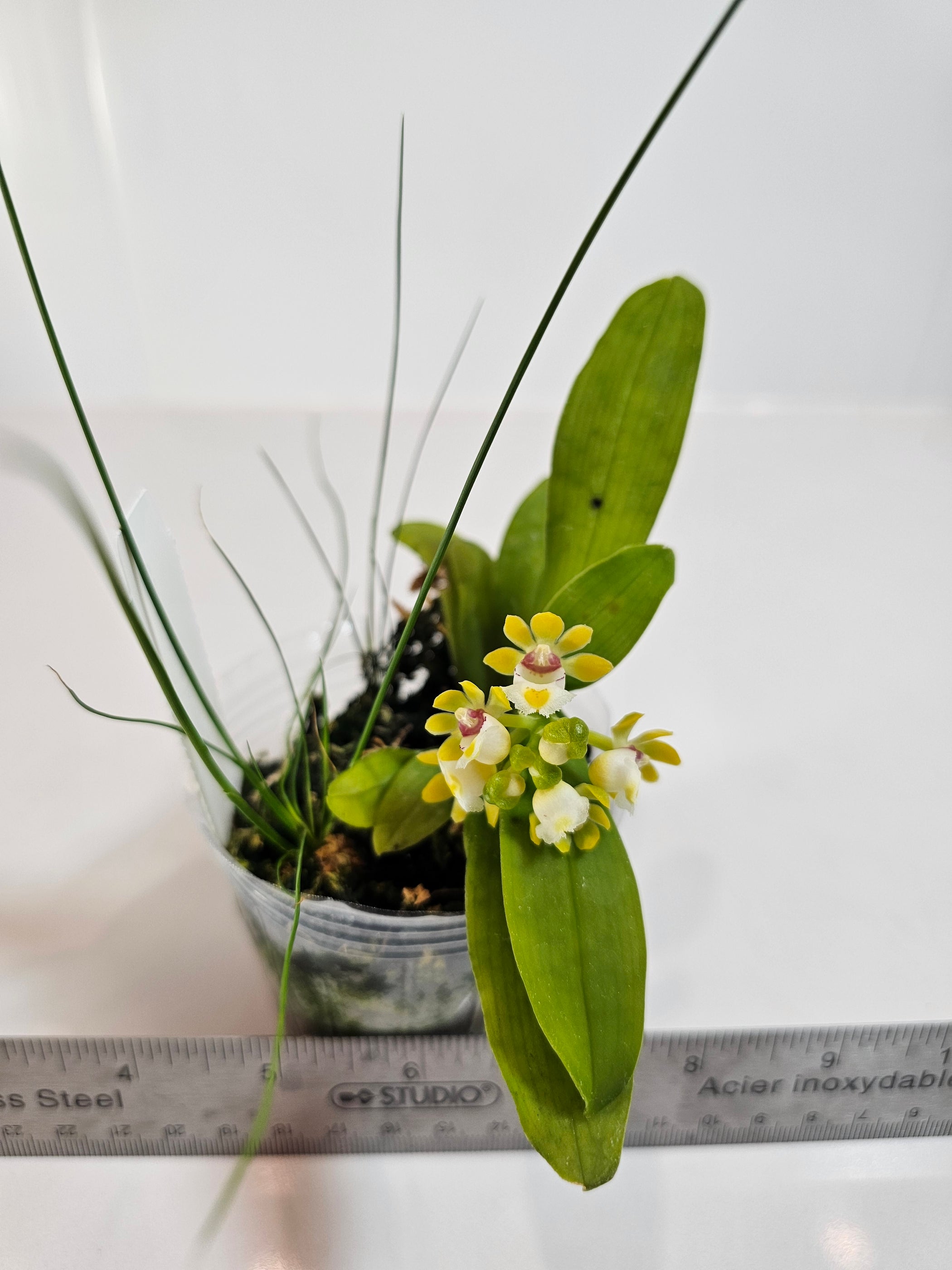 Gastrochilus Japonicus Orchid - Vandeae Orchids | Manu's Orchids