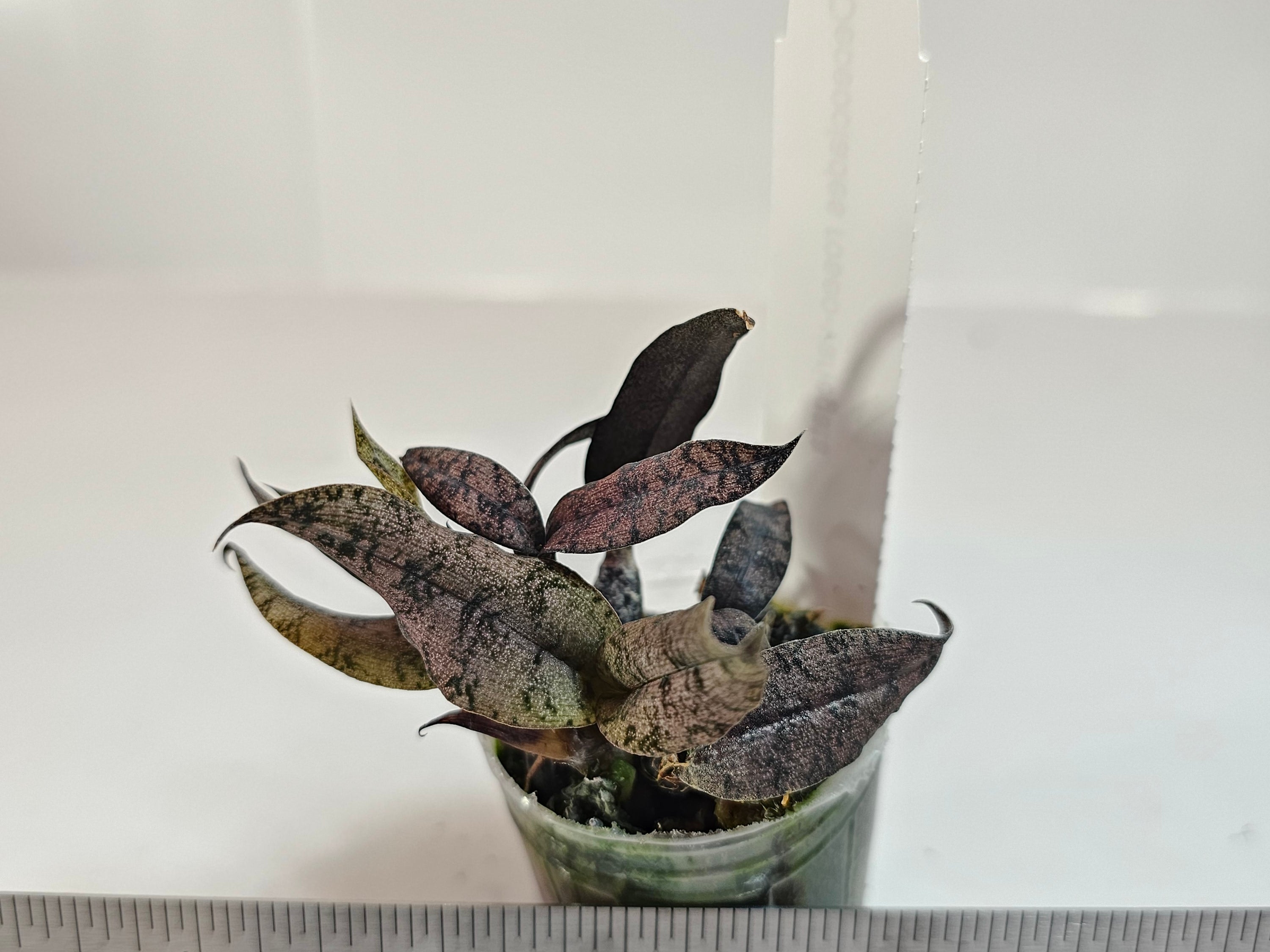 Oeceoclades roseo-variegata orchid | Manu's Orchids