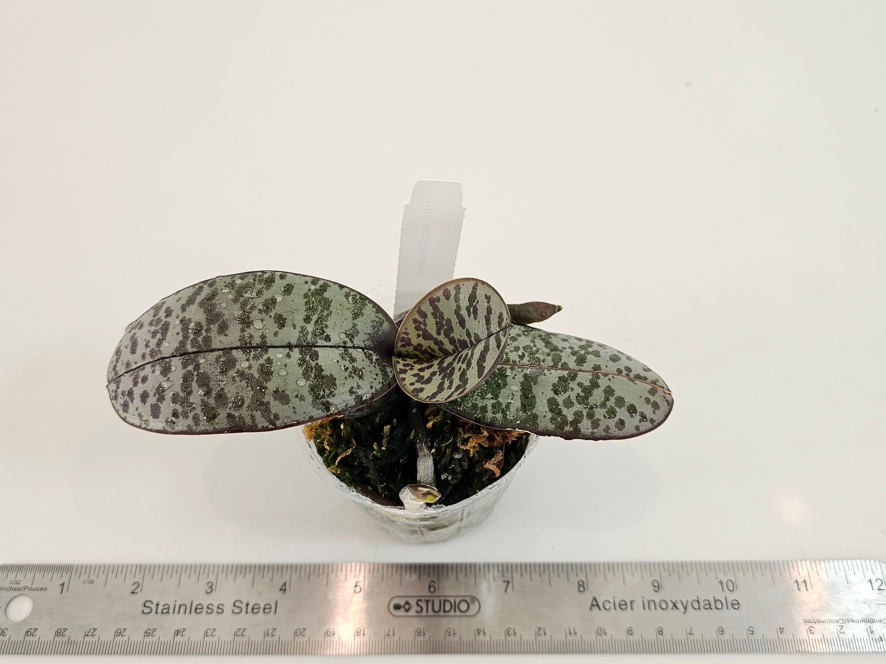 Phalaenopsis schilleriana orchid | Manu's Orchids