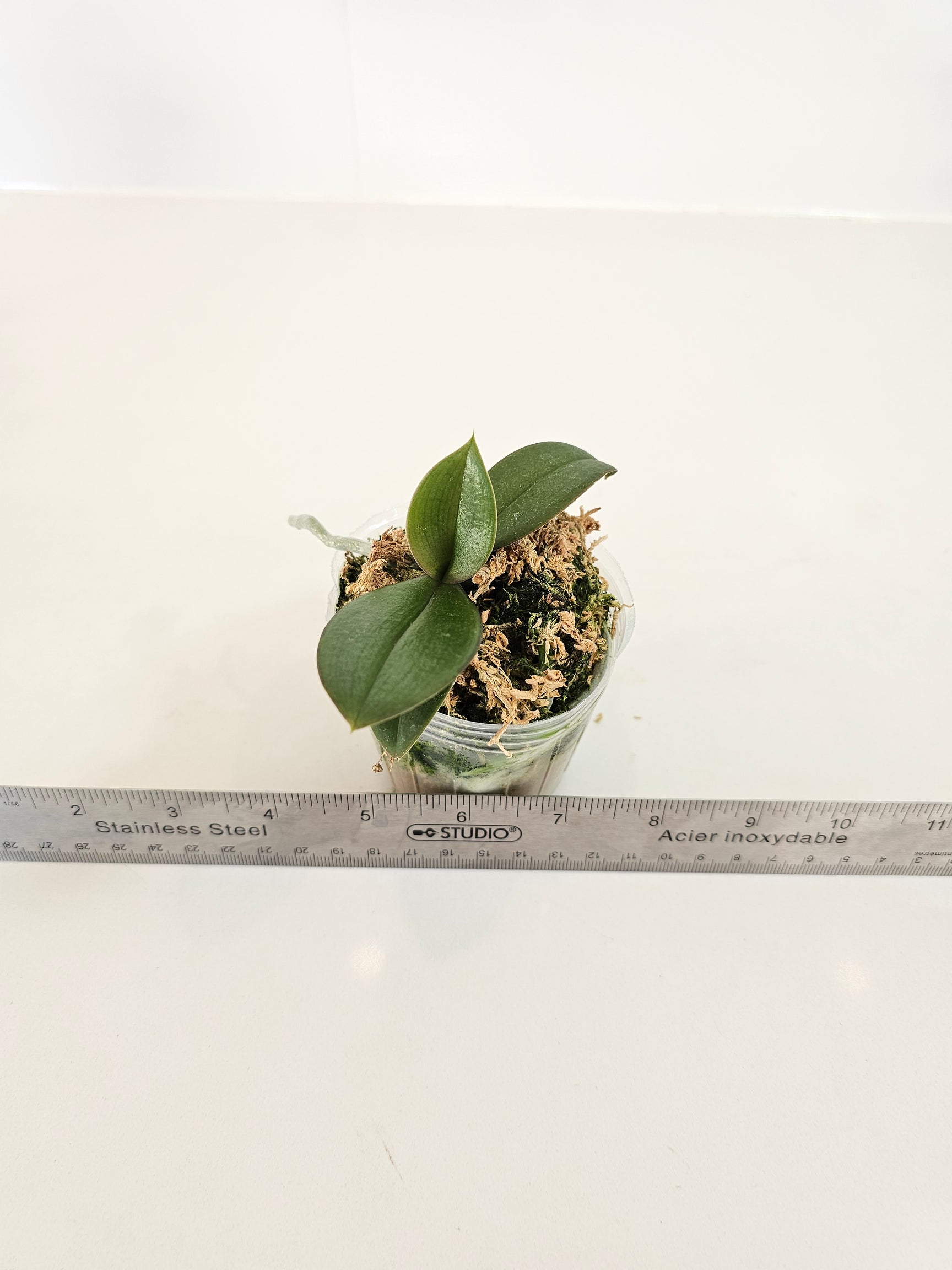 All Orchids – Manu's Orchids