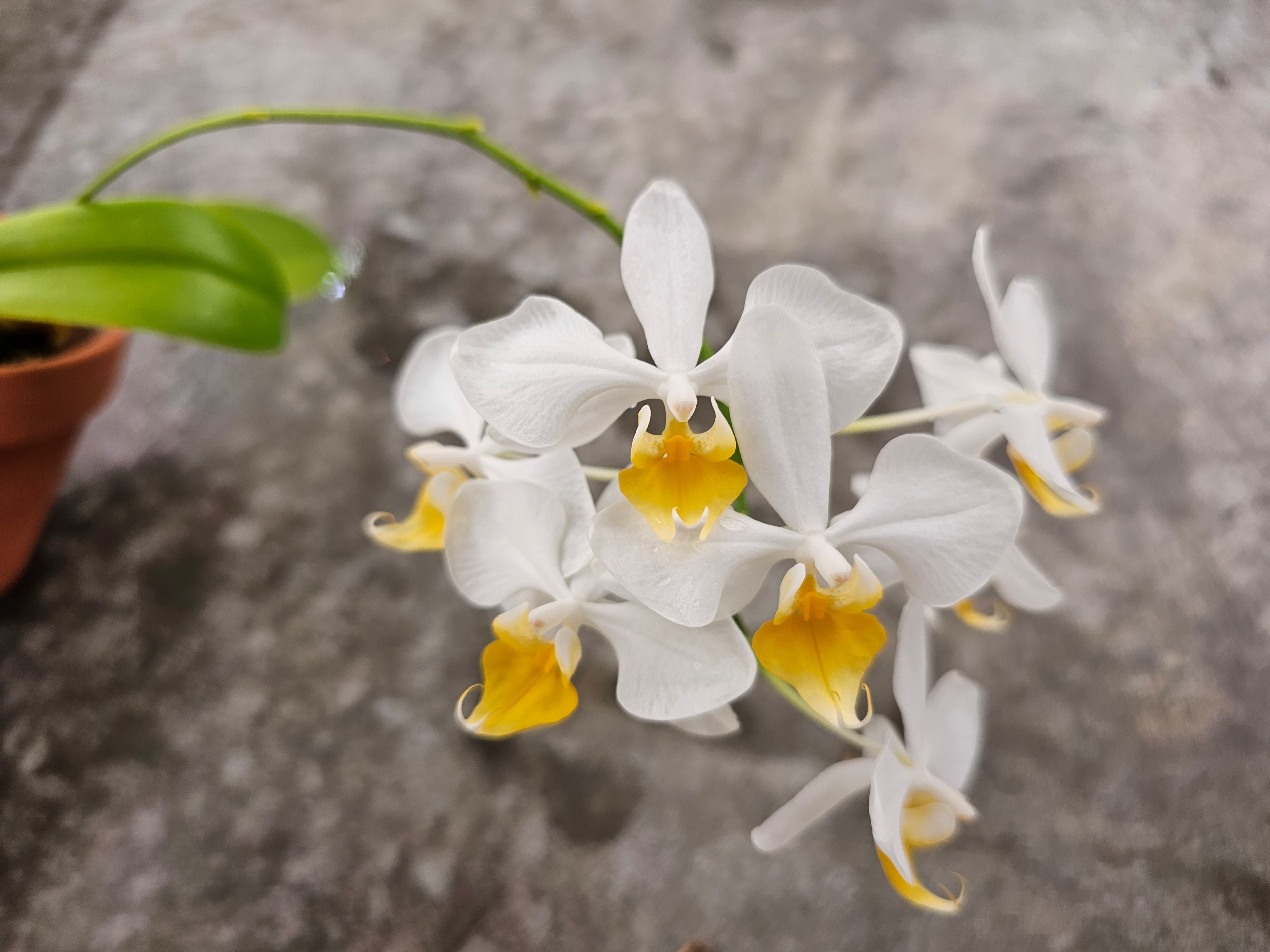 Phalaenopsis intermedia (yellow lip) orchid | Manu's Orchids