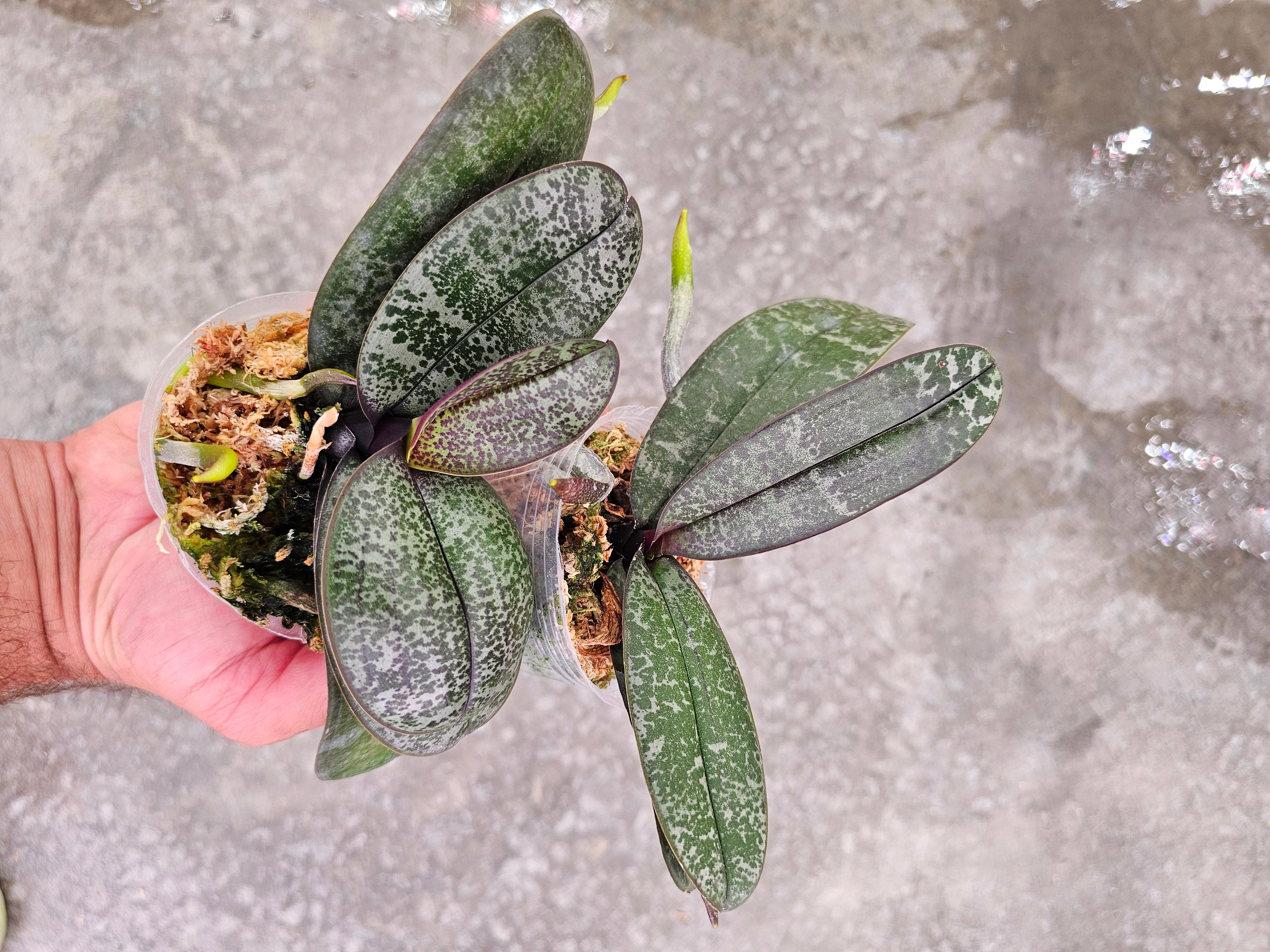 Phalaenopsis philippinensis orchid | Manu's Orchids