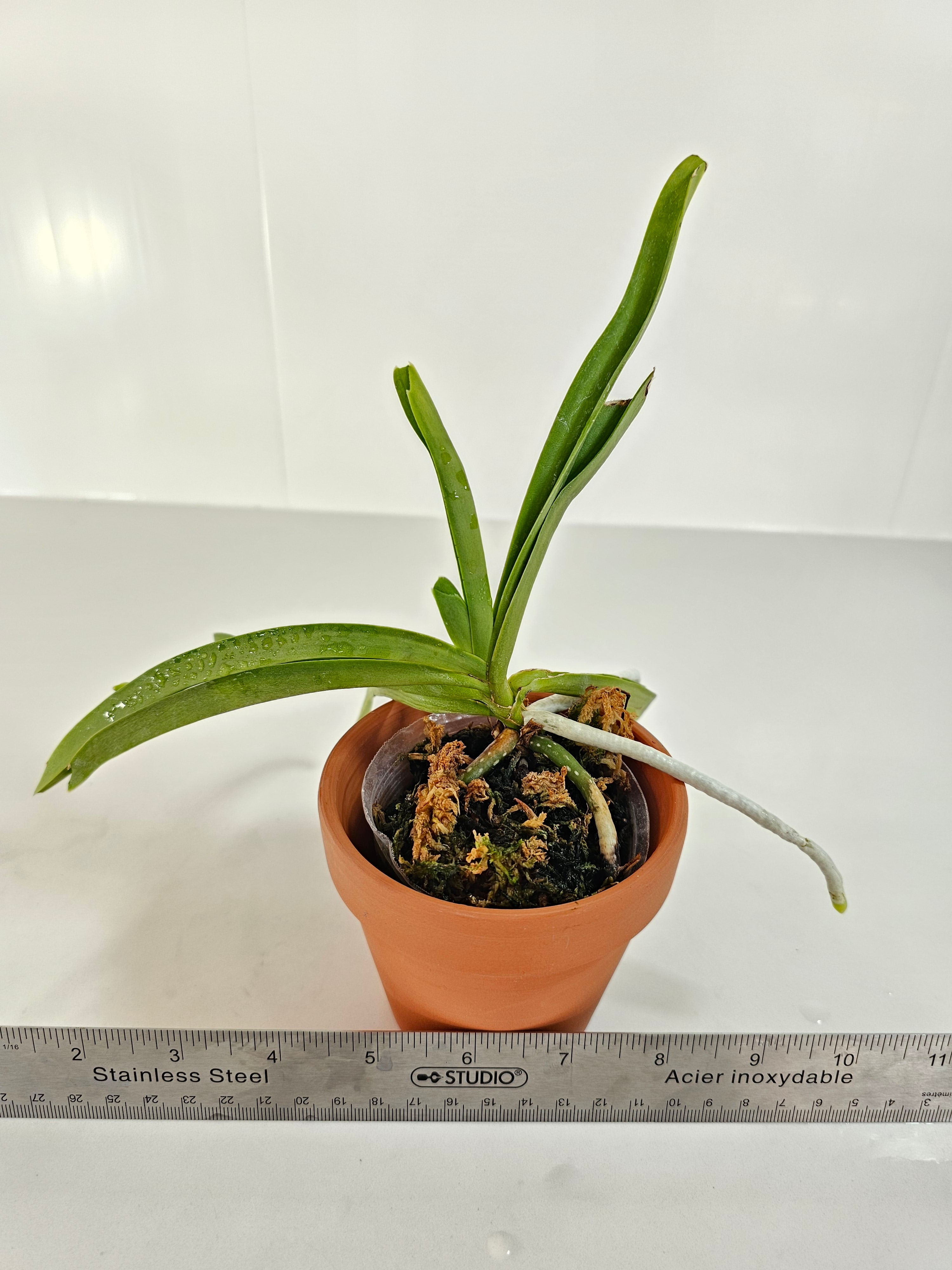 Vandeae – Manu's Orchids