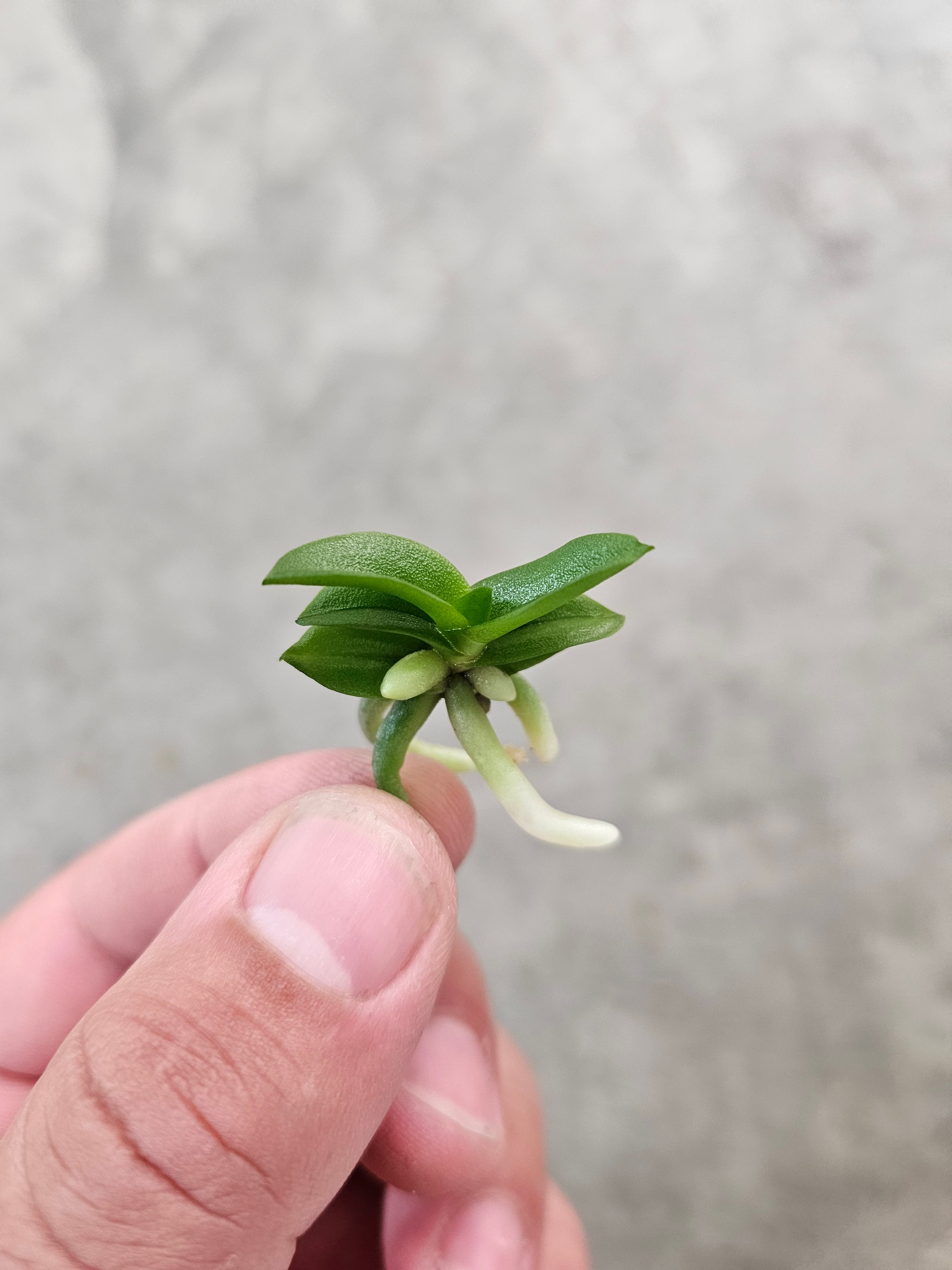 Schoenorchis fragrans Orchid - Vandeae Orchids | Manu's Orchids