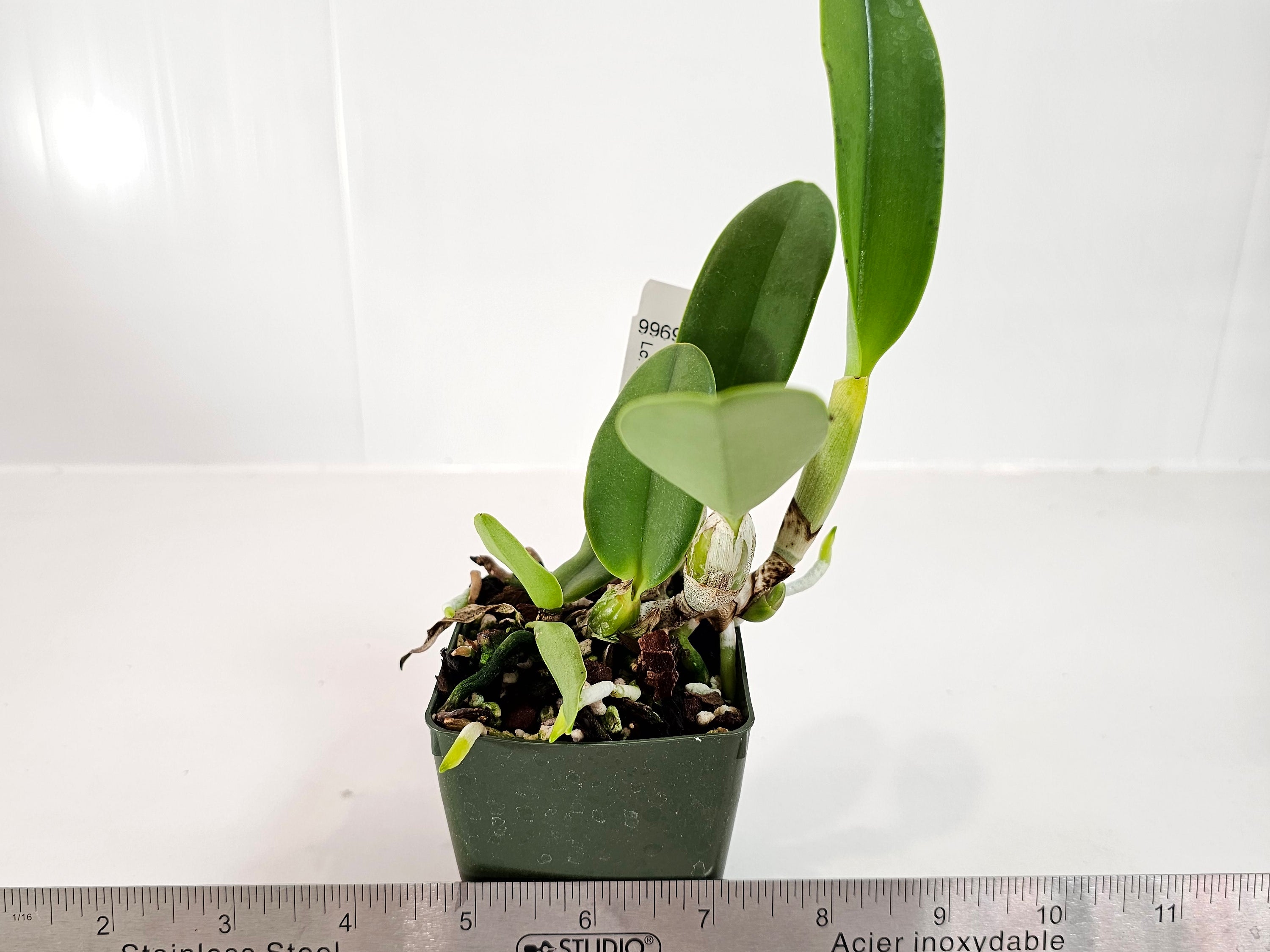 SVO 9969 Lc. NEW HYBRID (C. Valentine 'Billy Baker' HCC/AOS x Lc. Mini ...