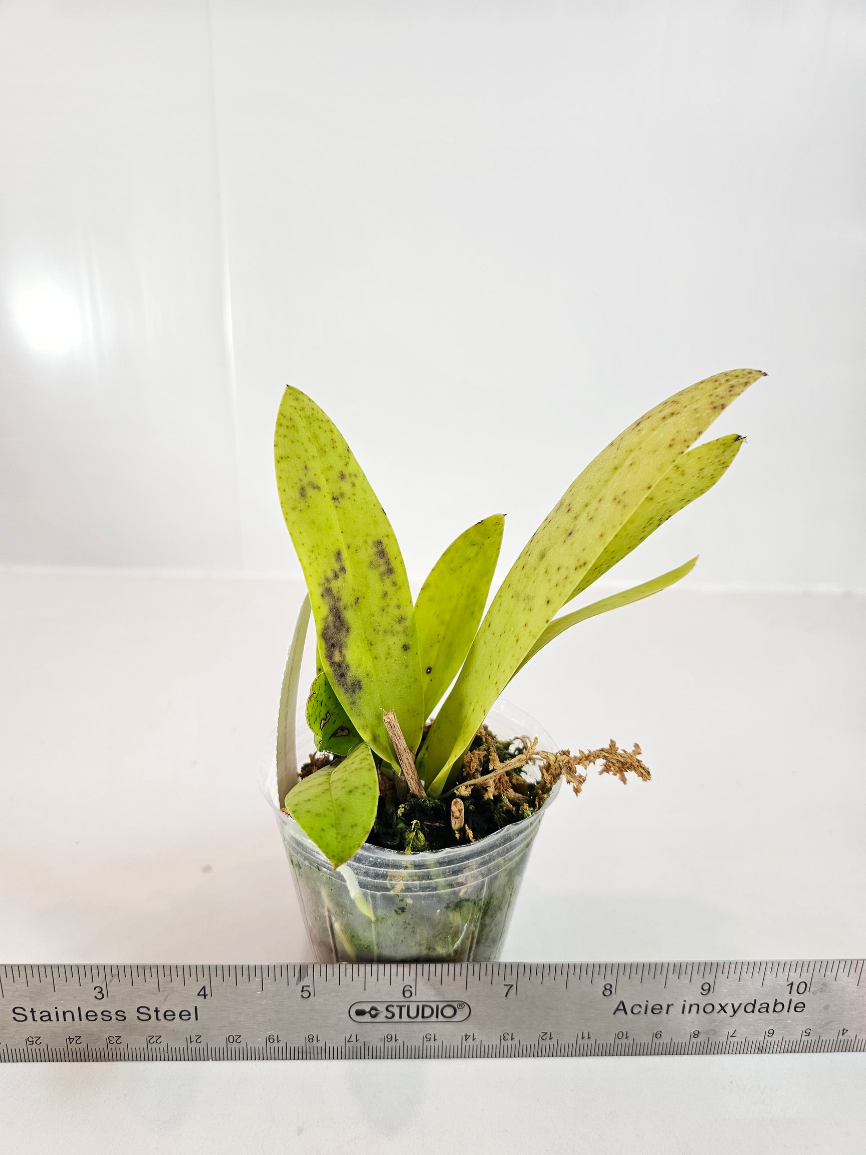 Trichocentrum Lanceanum Orchid - Oncidinae Orchids | Manu's Orchids