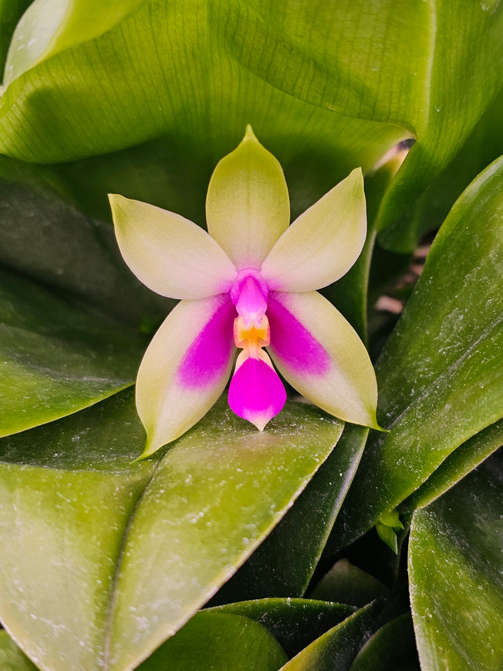 Manu's Orchids | Where Orchids Bloom