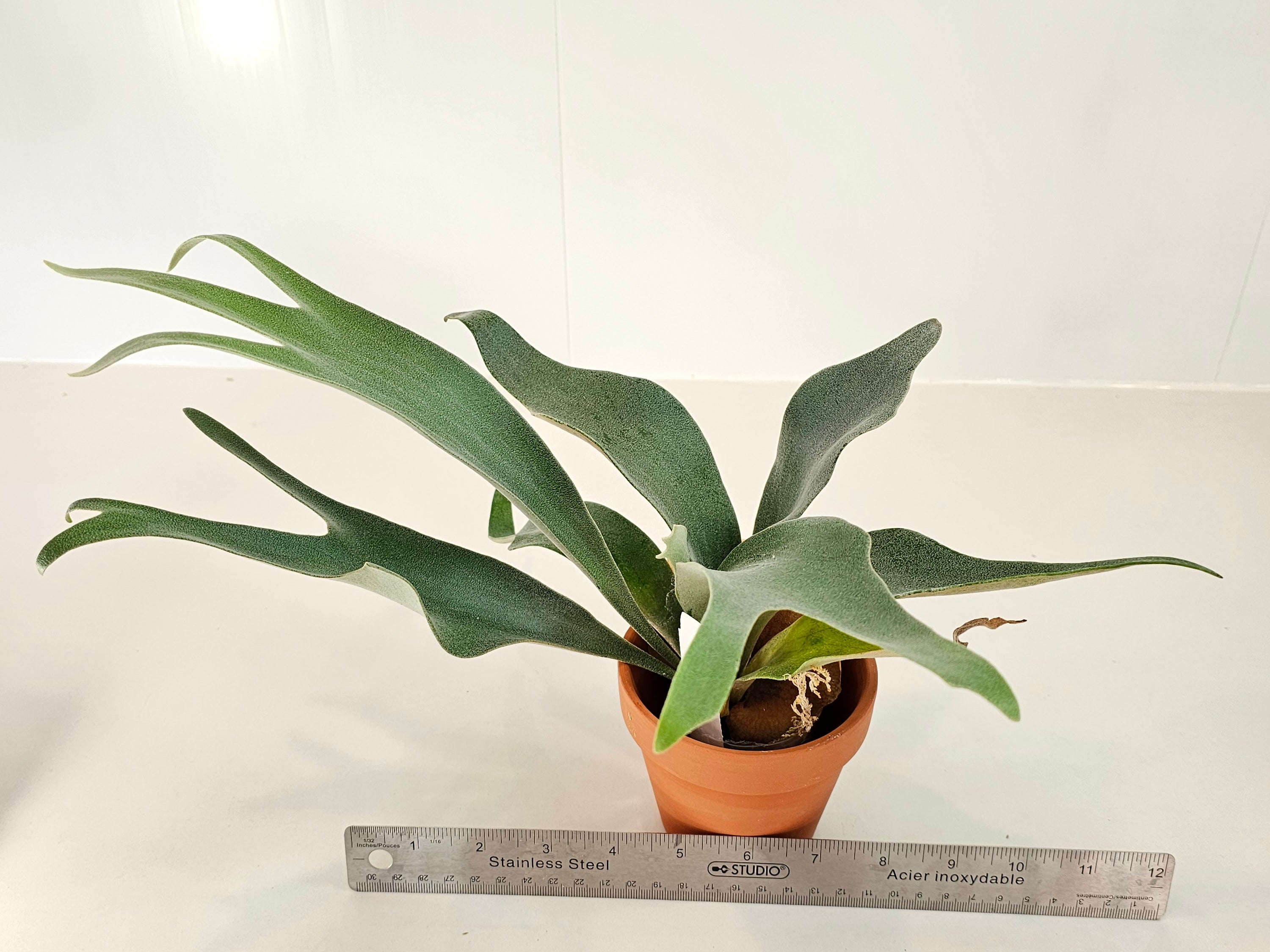 Platycerium Pegasus orchid - Platycerium | Manu's Orchids