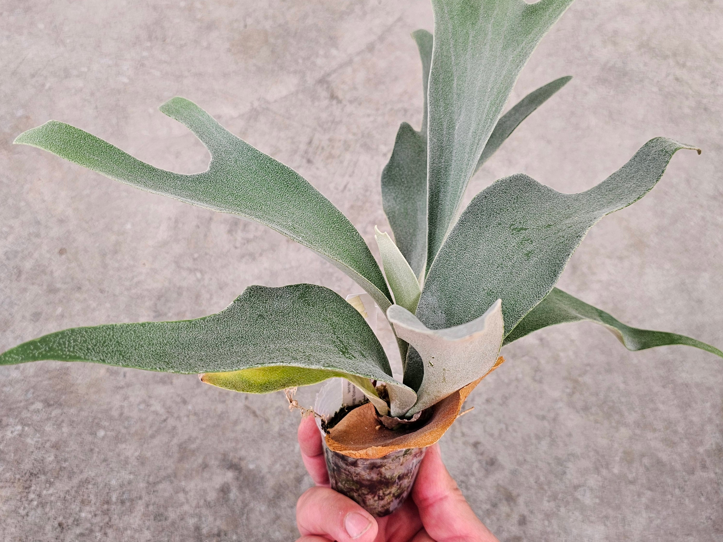 Platycerium Pegasus orchid - Platycerium | Manu's Orchids