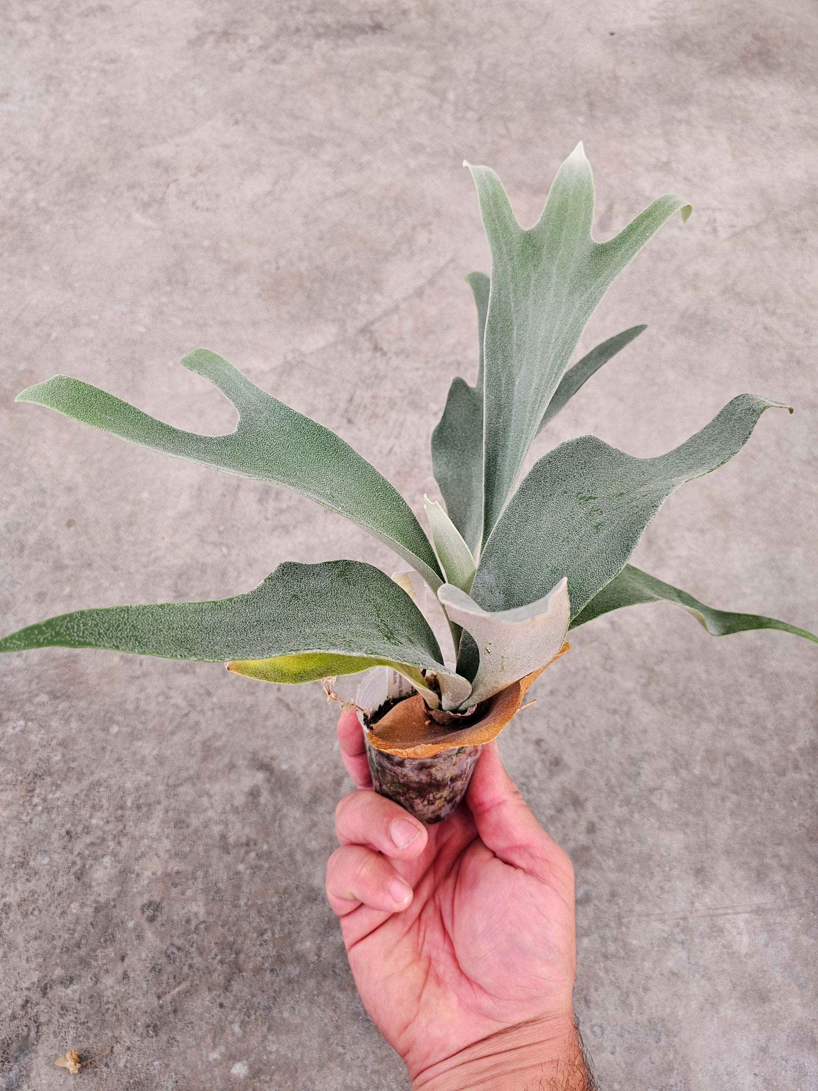 Platycerium Pegasus orchid - Platycerium | Manu's Orchids