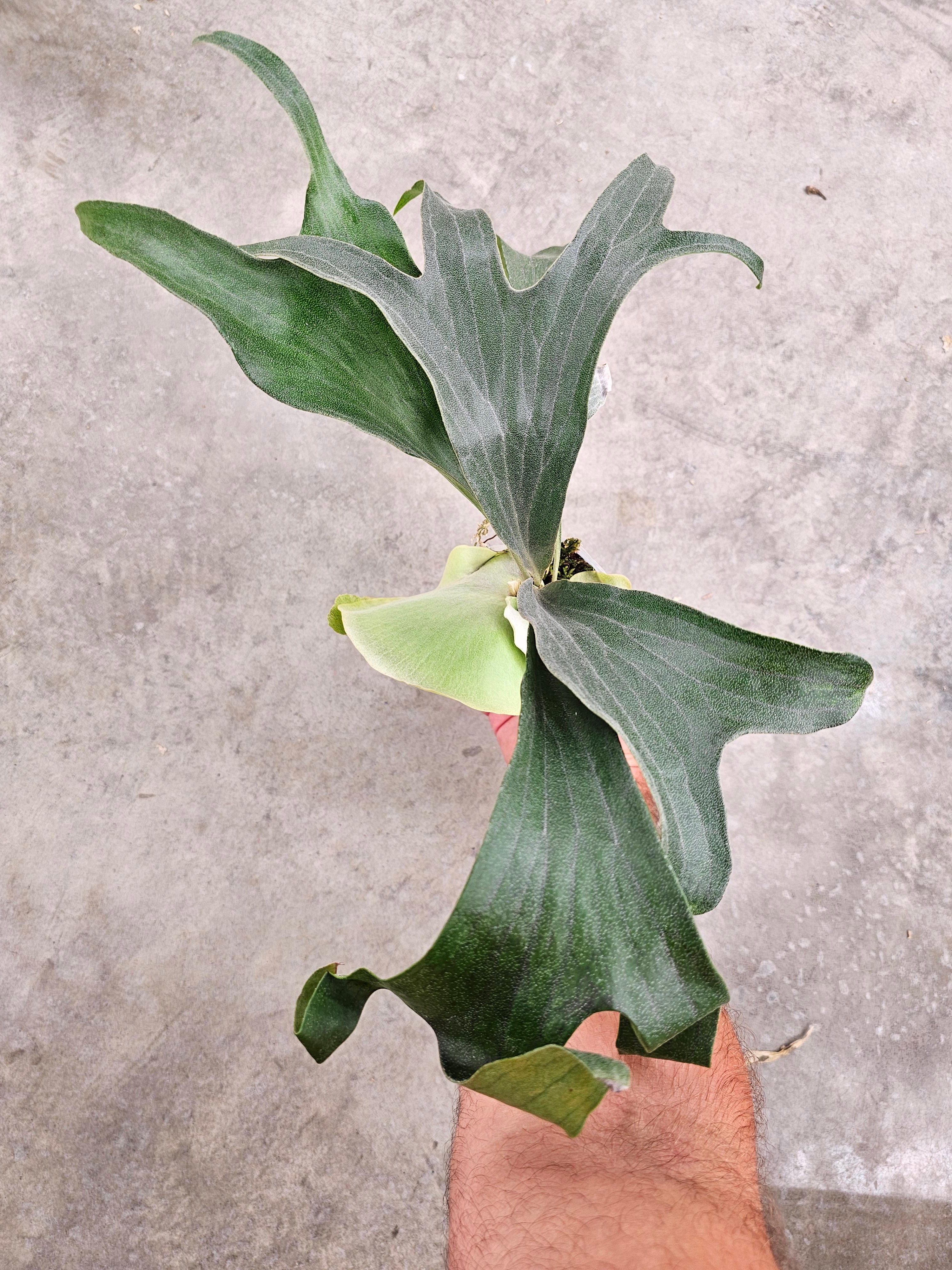 Platycerium Trident (Mt.lewis x hillii 'pao pao') orchid - Platycerium ...