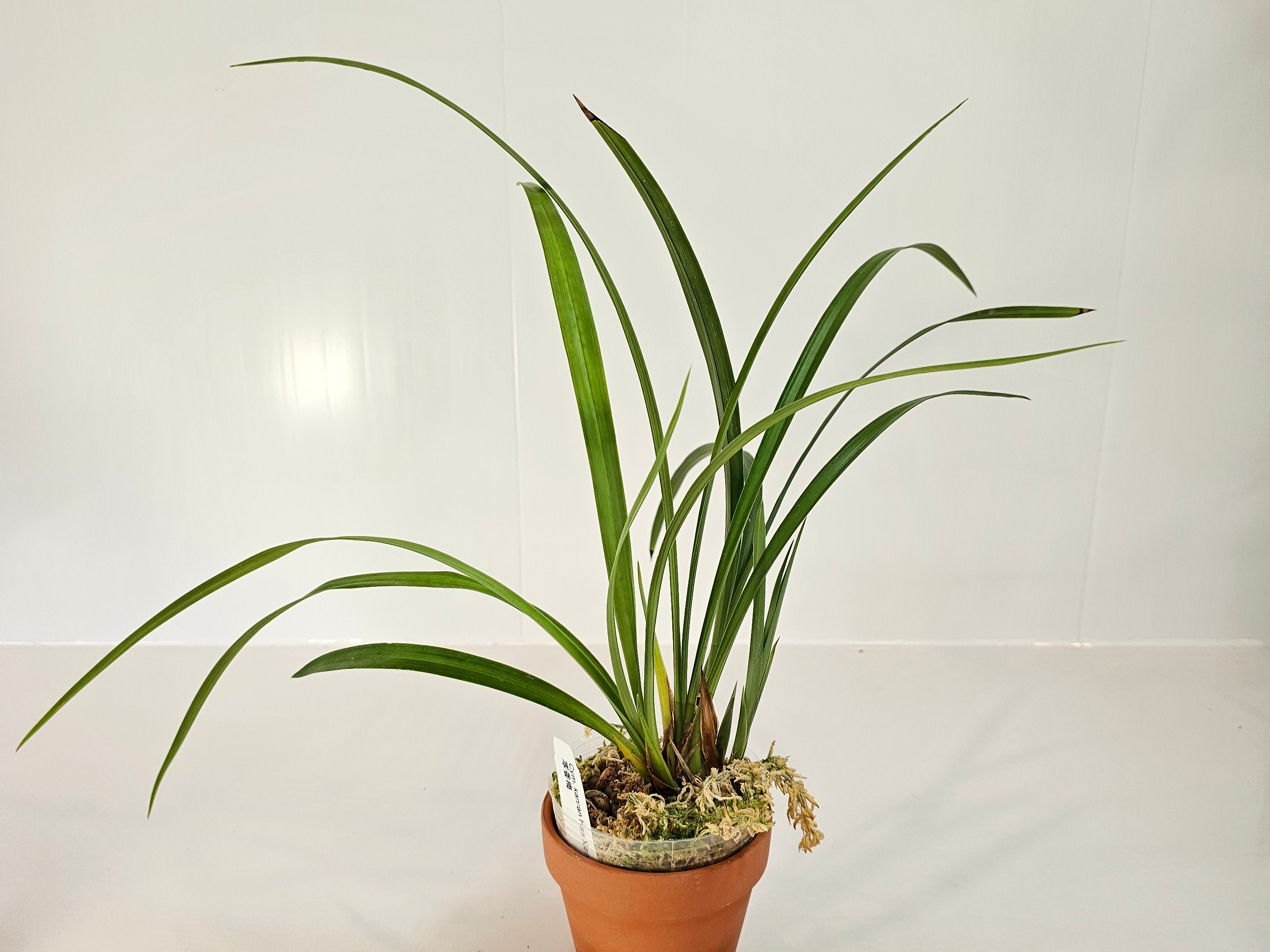 Cymbidium kanran Han Xiang Mei Orchid | Cymbidium - Manu's Orchids