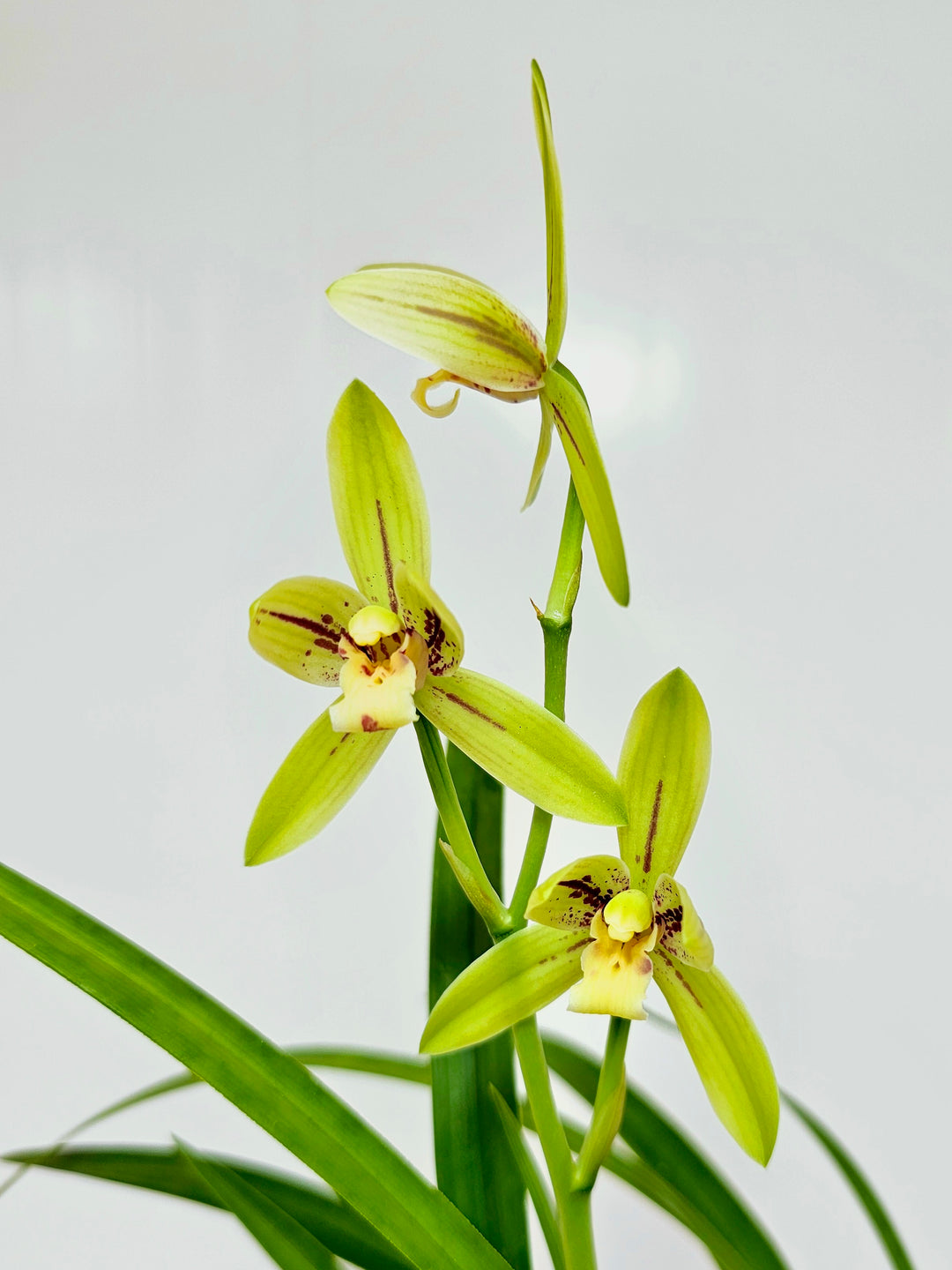 Cymbidium kanran Han Xiang Mei Orchid | Cymbidium - Manu's Orchids