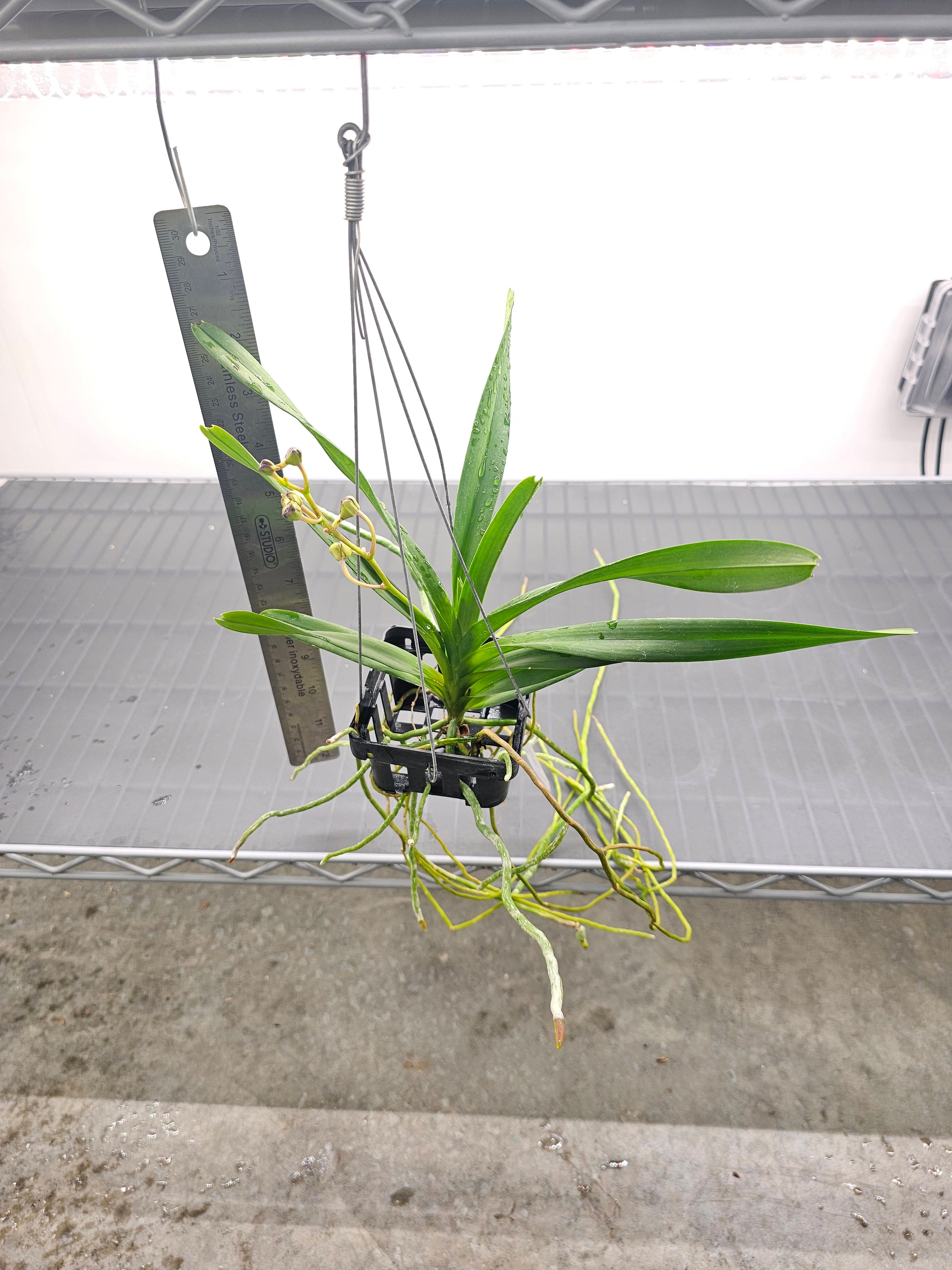 Vanda merillii x flabellata Orchid - Vandeae Orchids | Manu's Orchids
