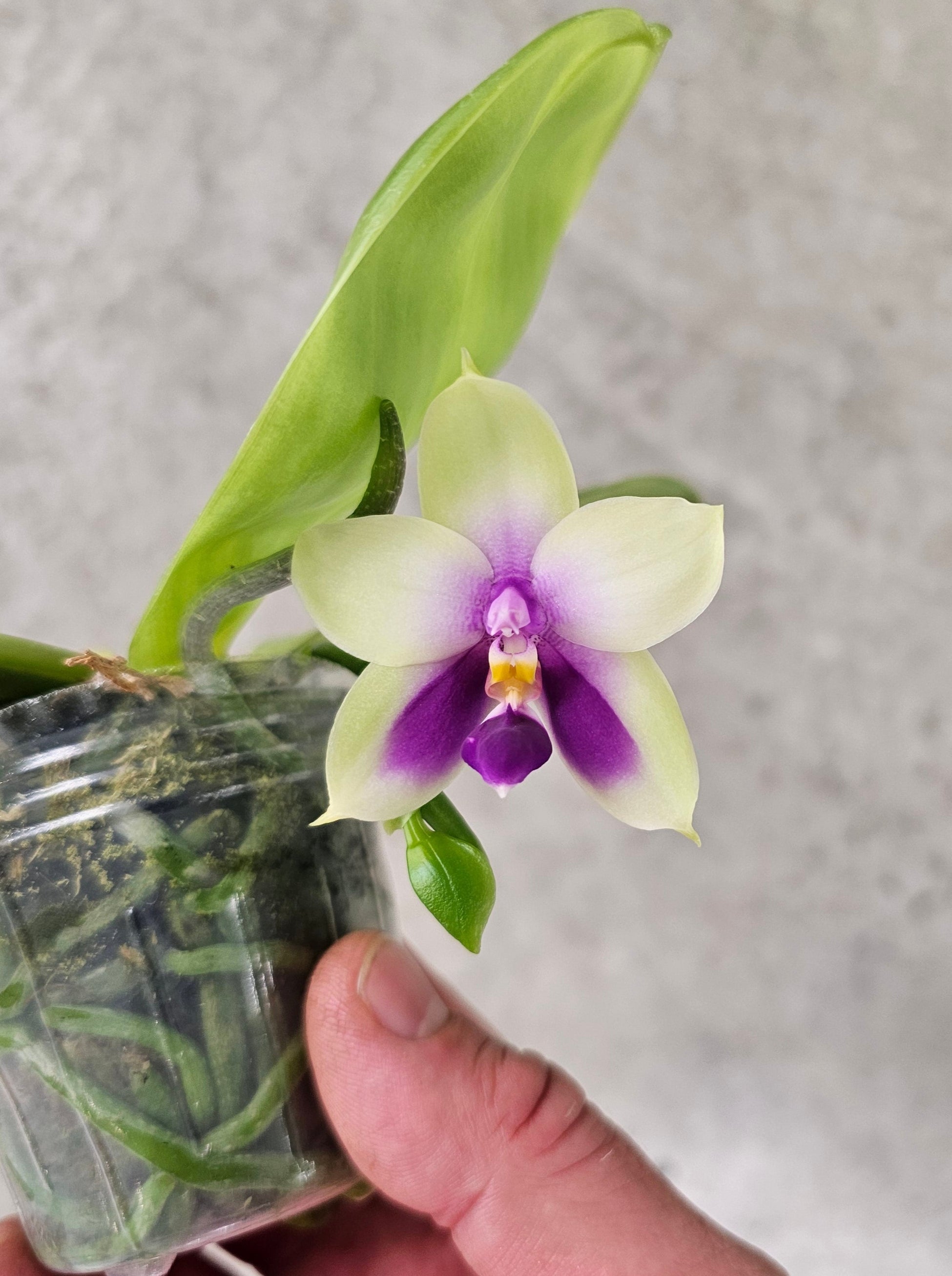 Manu's Orchids | Where Orchids Bloom
