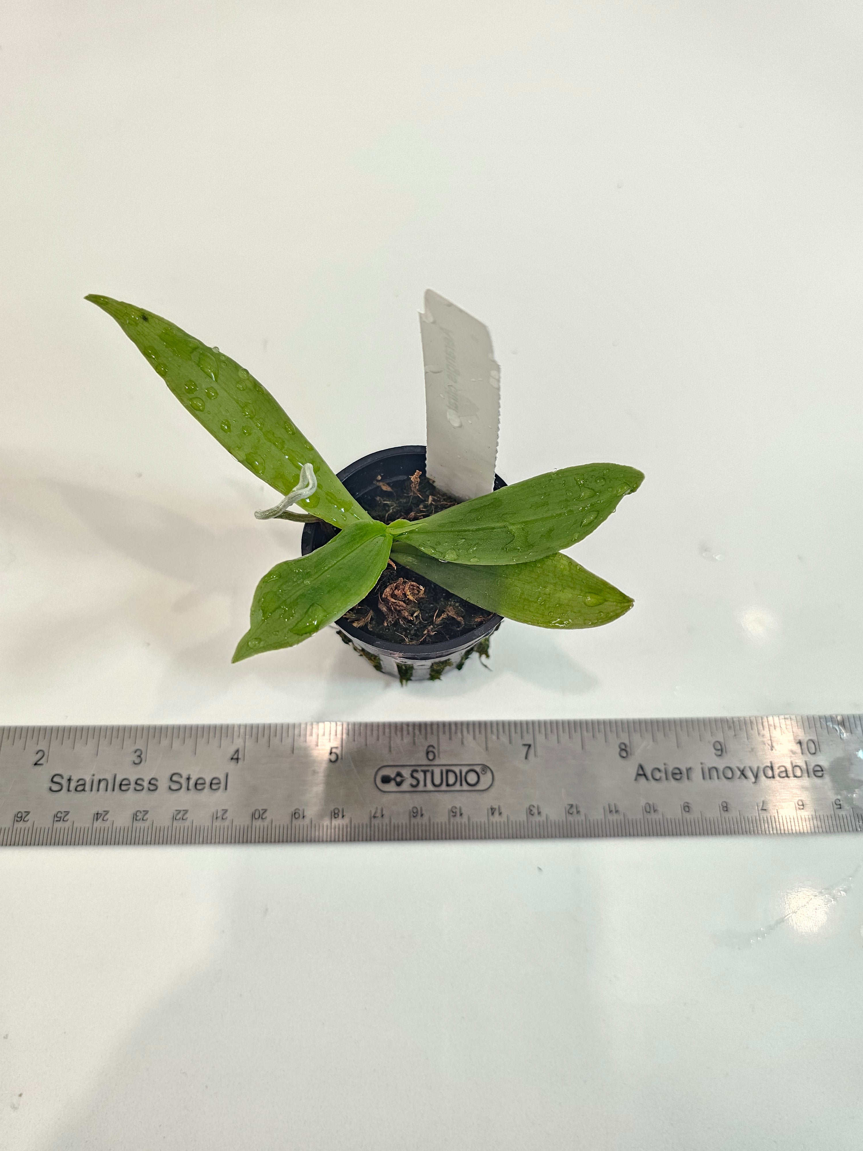 Products – Manu's Orchids