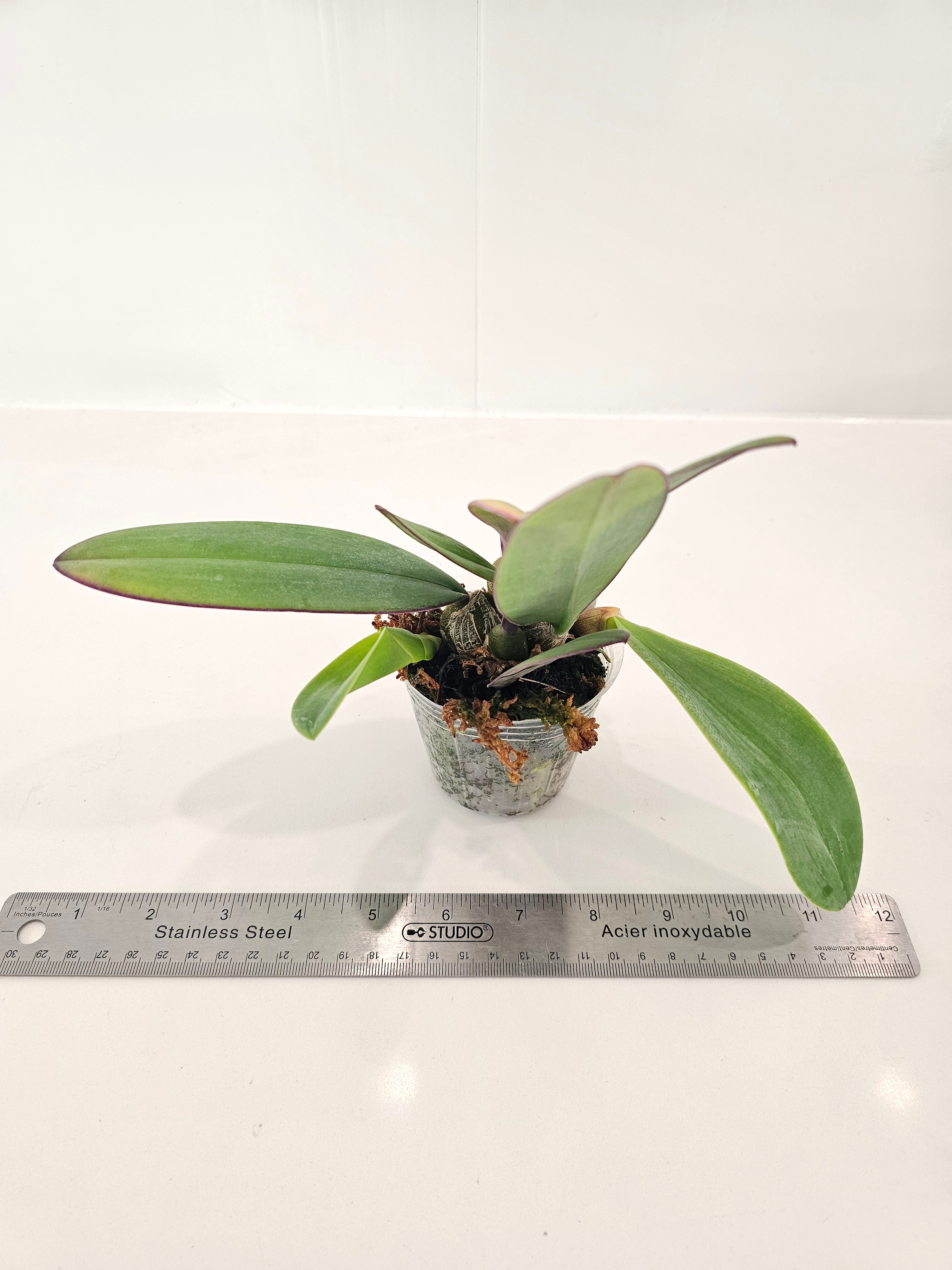 Bulbophyllum – Manu's Orchids