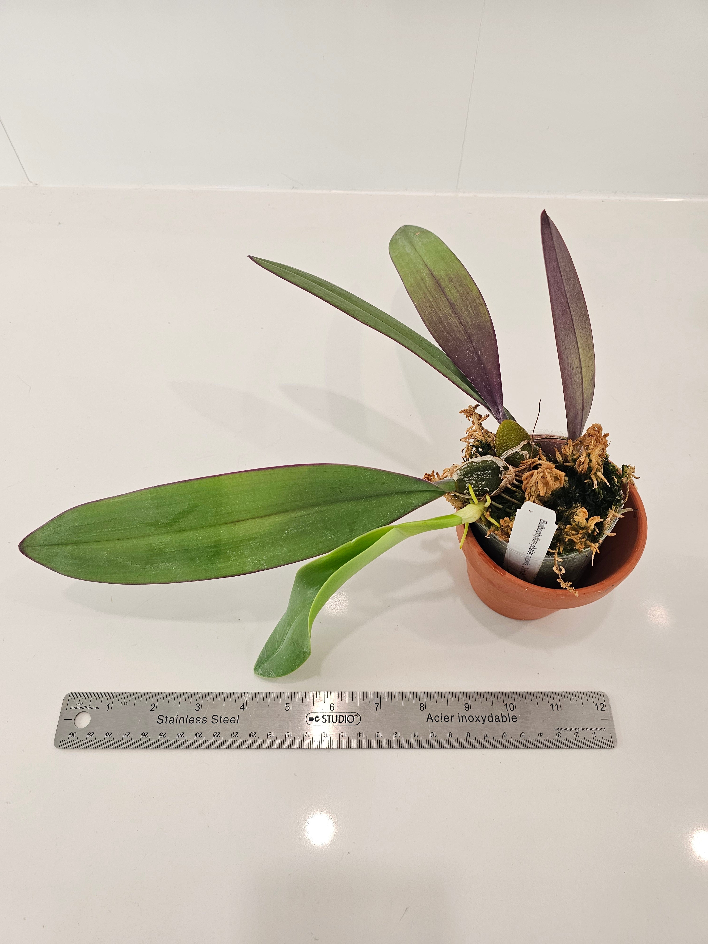 Bulbophyllum – Manu's Orchids