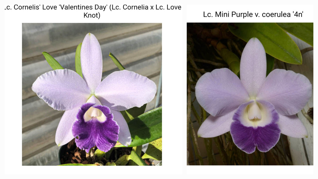 Cattleya Alliance (Laeliinae) – Page 2 – Manu's Orchids