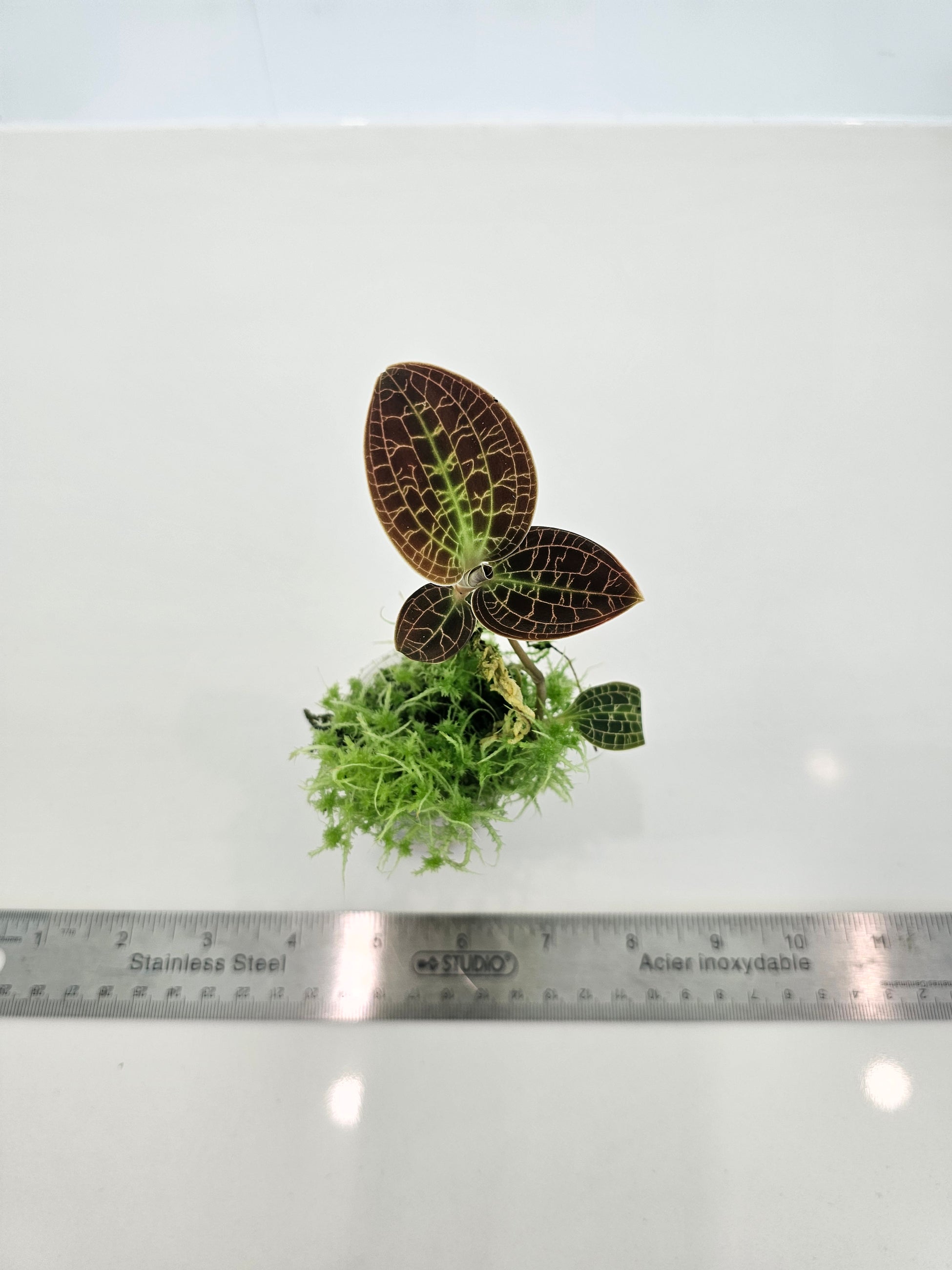 Terrestrial/Jewel Orchids – Manu's Orchids