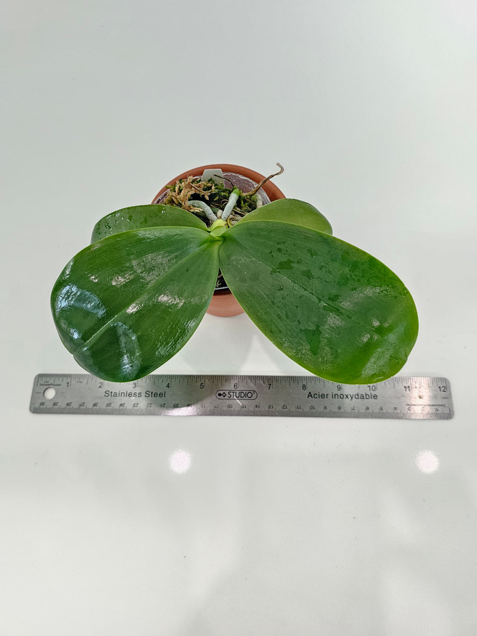 Manu's Orchids | Where Orchids Bloom