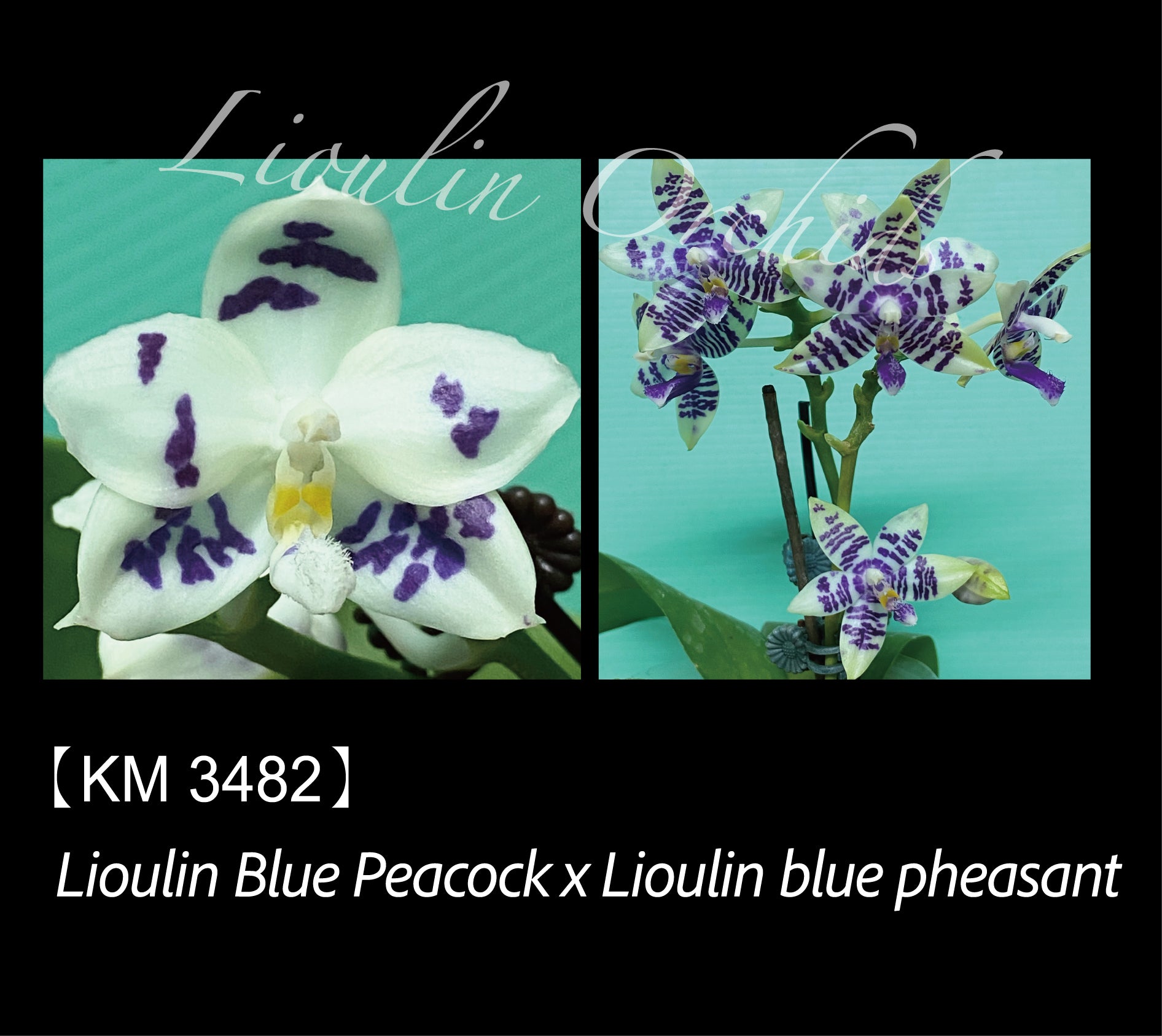 Phal. Lioulin Blue Peacock x Lioulin blue pheasant - KM 3482. Get your ...
