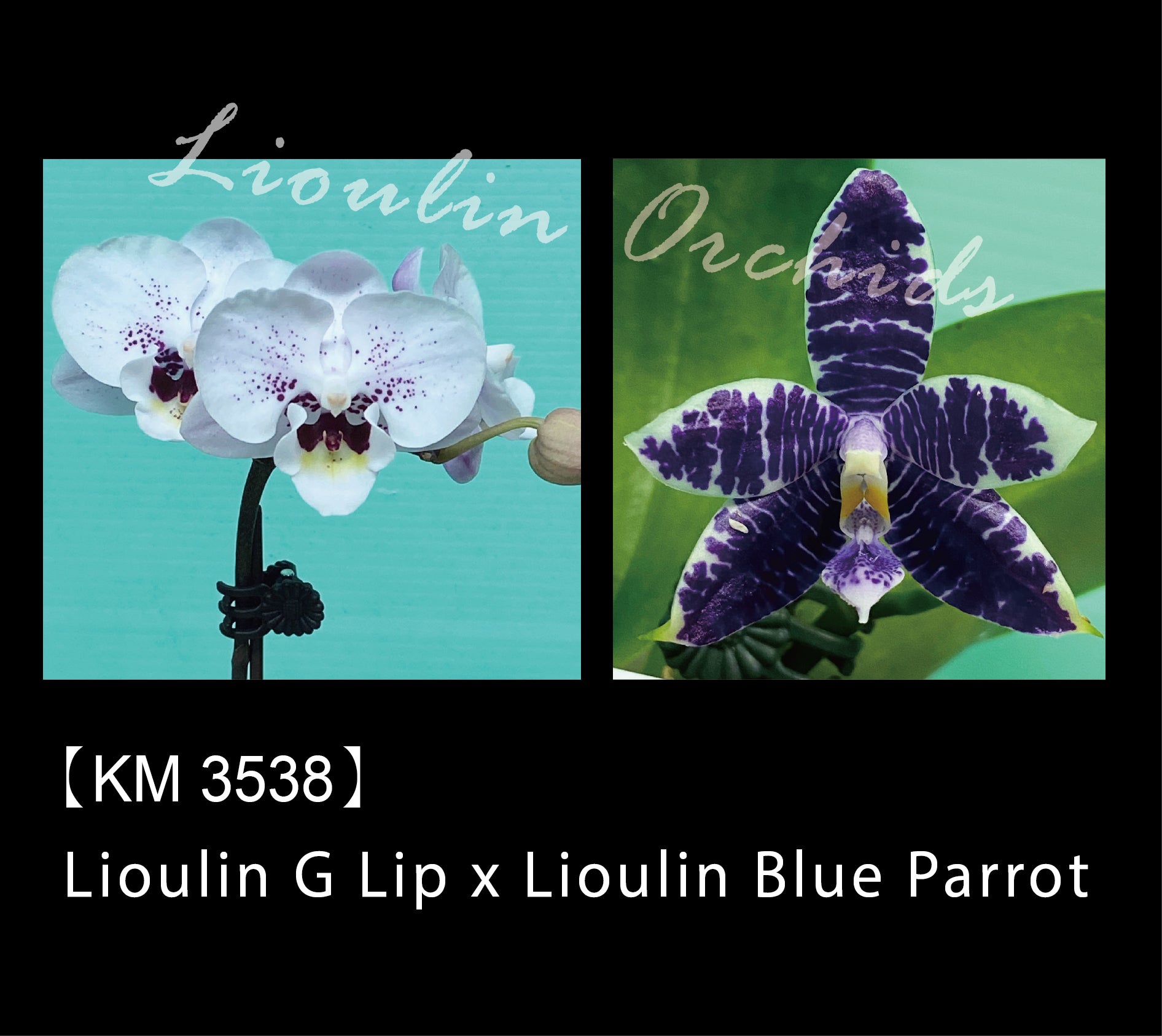 Phal. Lioulin G Lip x Lioulin Blue Parrot - KM 3538. Get your Lioulin ...