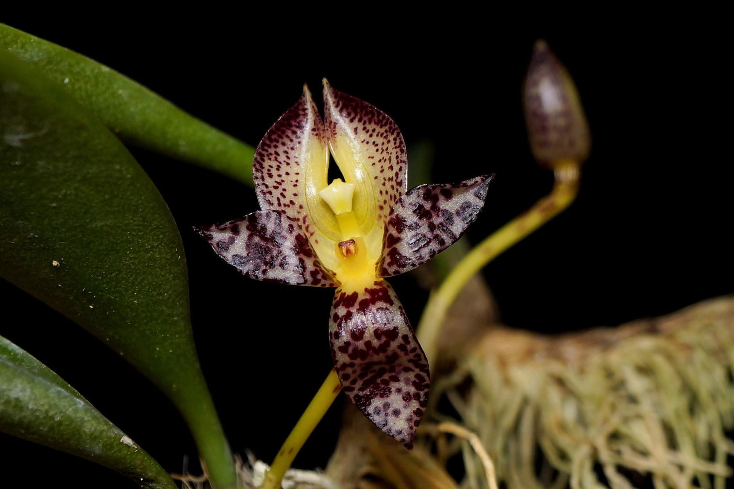 Bulbophyllum Macranthum Orchid - Bulbophyllum Orchids | Manu's Orchids