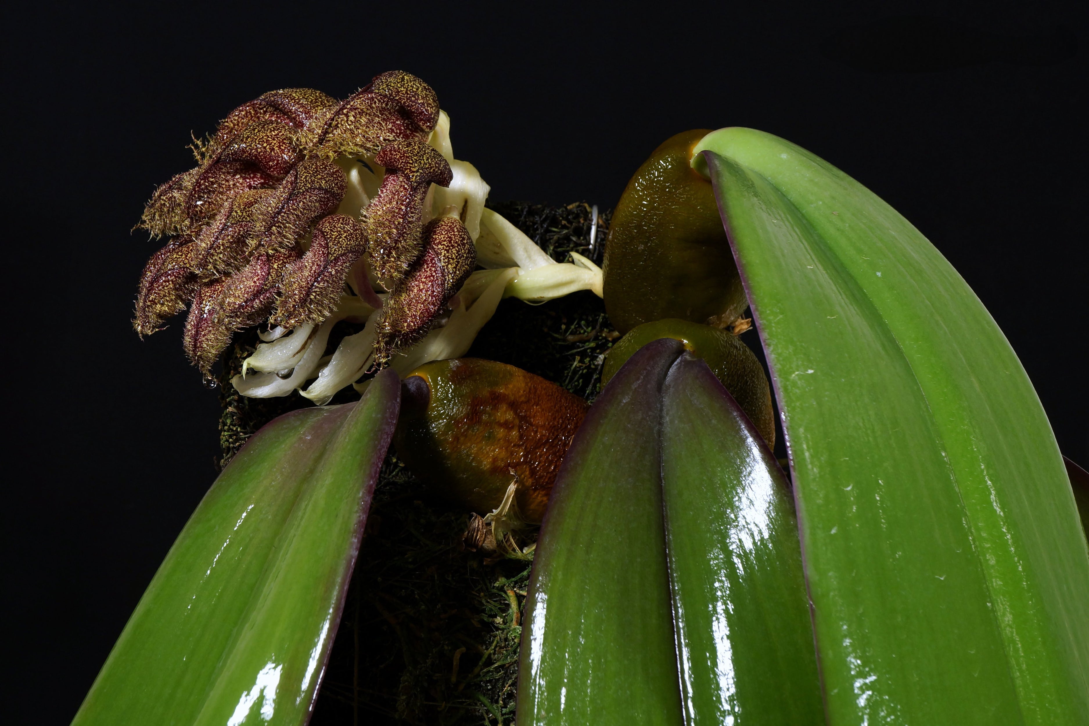 Bulbophyllum phalaenopsis Orchid - Bulbophyllum Orchids | Manu's Orchids