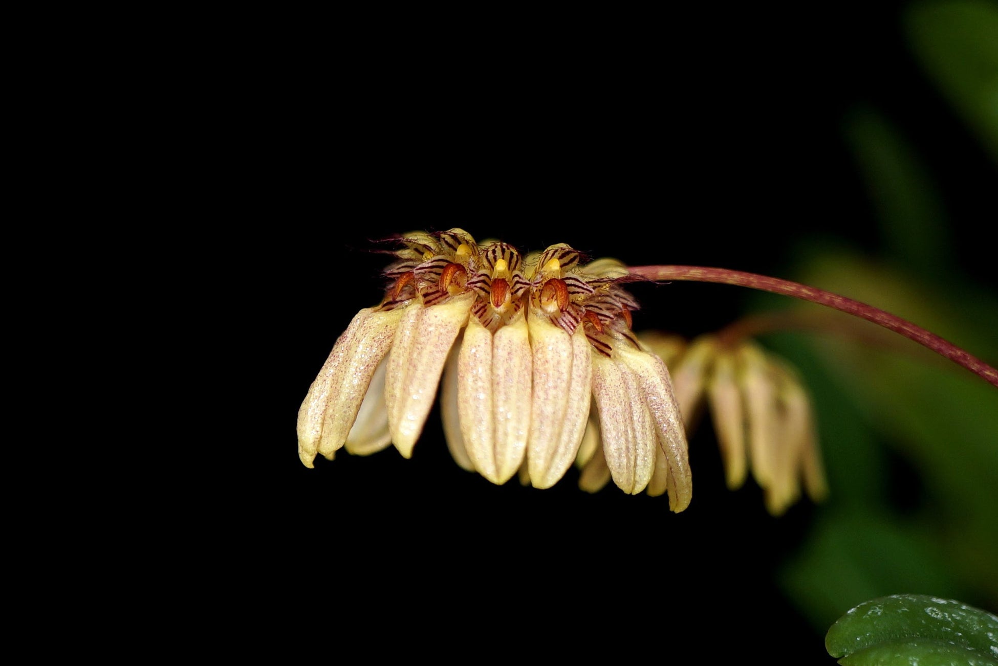Bulbophyllum Tremulum Orchid - Bulbophyllum Orchids | Manu's Orchids