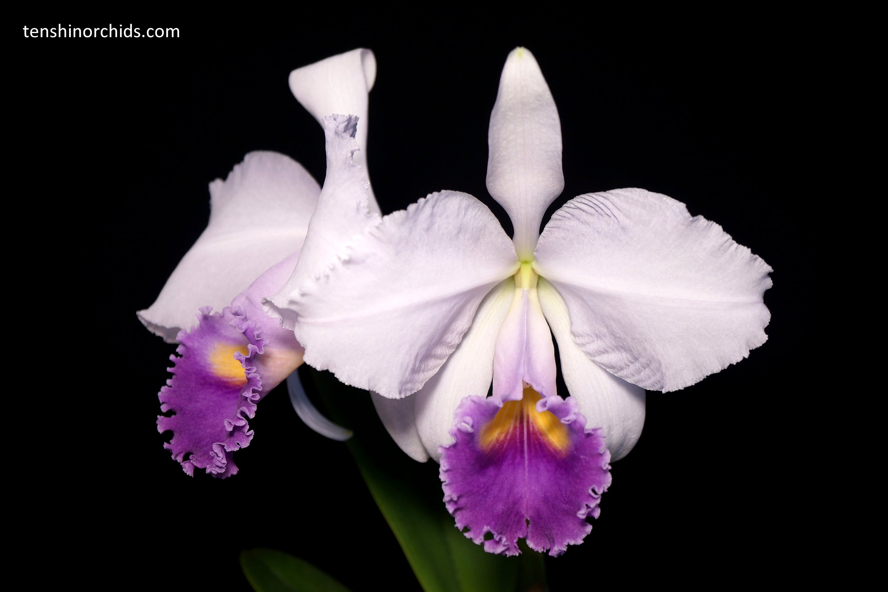 Cattleya trianaei f. coerulea Orchid - Cattleya Alliance Laeliinae ...