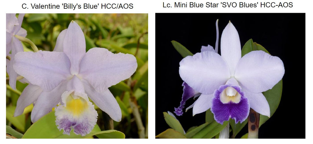 Cattleya Alliance (Laeliinae) – Page 2 – Manu's Orchids
