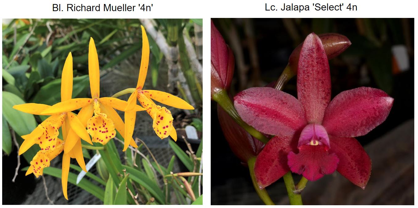 SVO 9652 (Bl. Richard Mueller '4N' x Lc. Jalapa 'Ruben's Pick 4n ...