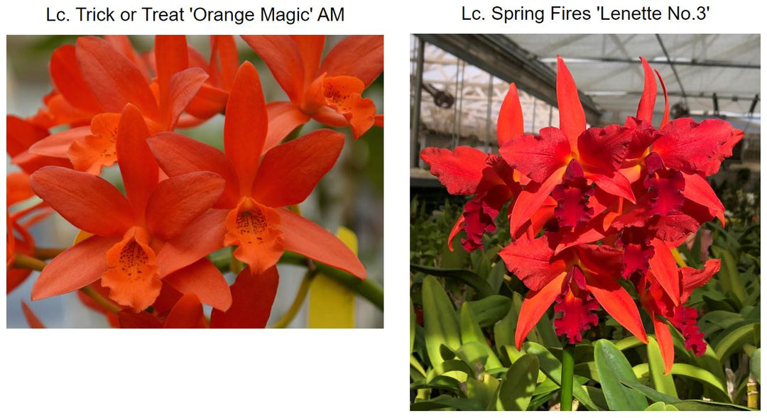 Cattleya Alliance (Laeliinae) – Page 2 – Manu's Orchids