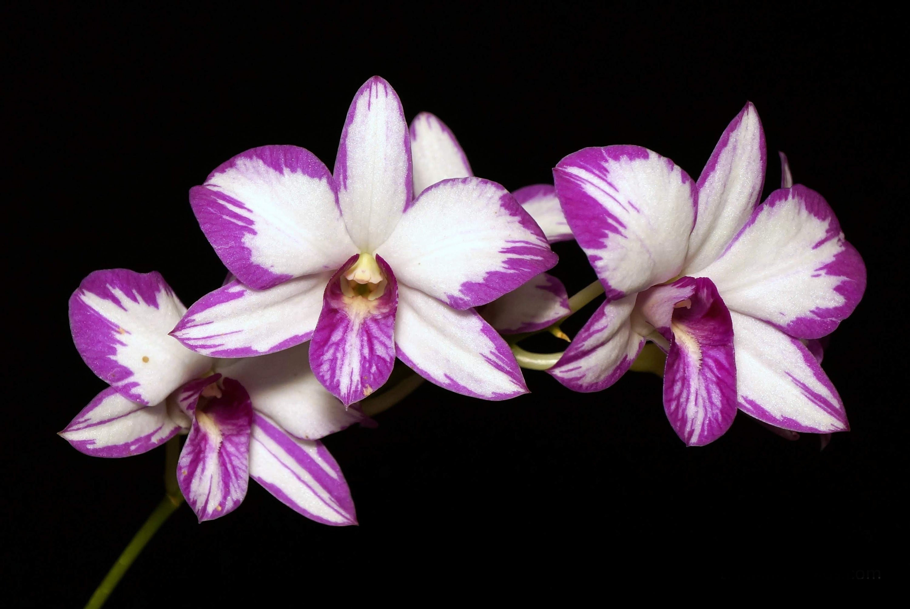 Dendrobium Enobi Purple 'Splash' (Den. Enobi Komachi x Den. Laguna ...